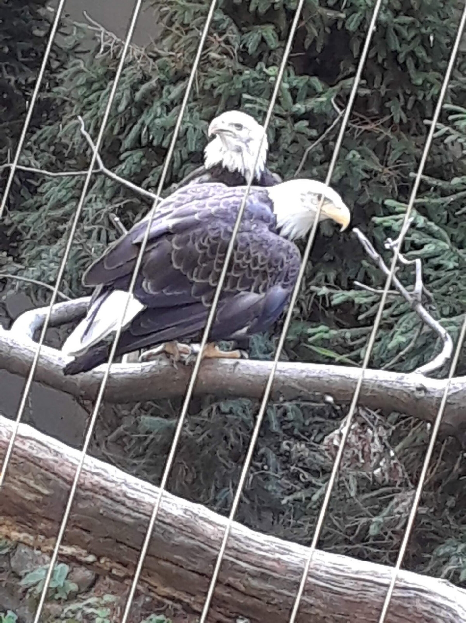 Snow Leopards, Bronx zoo: Information, Tickets and Reviews