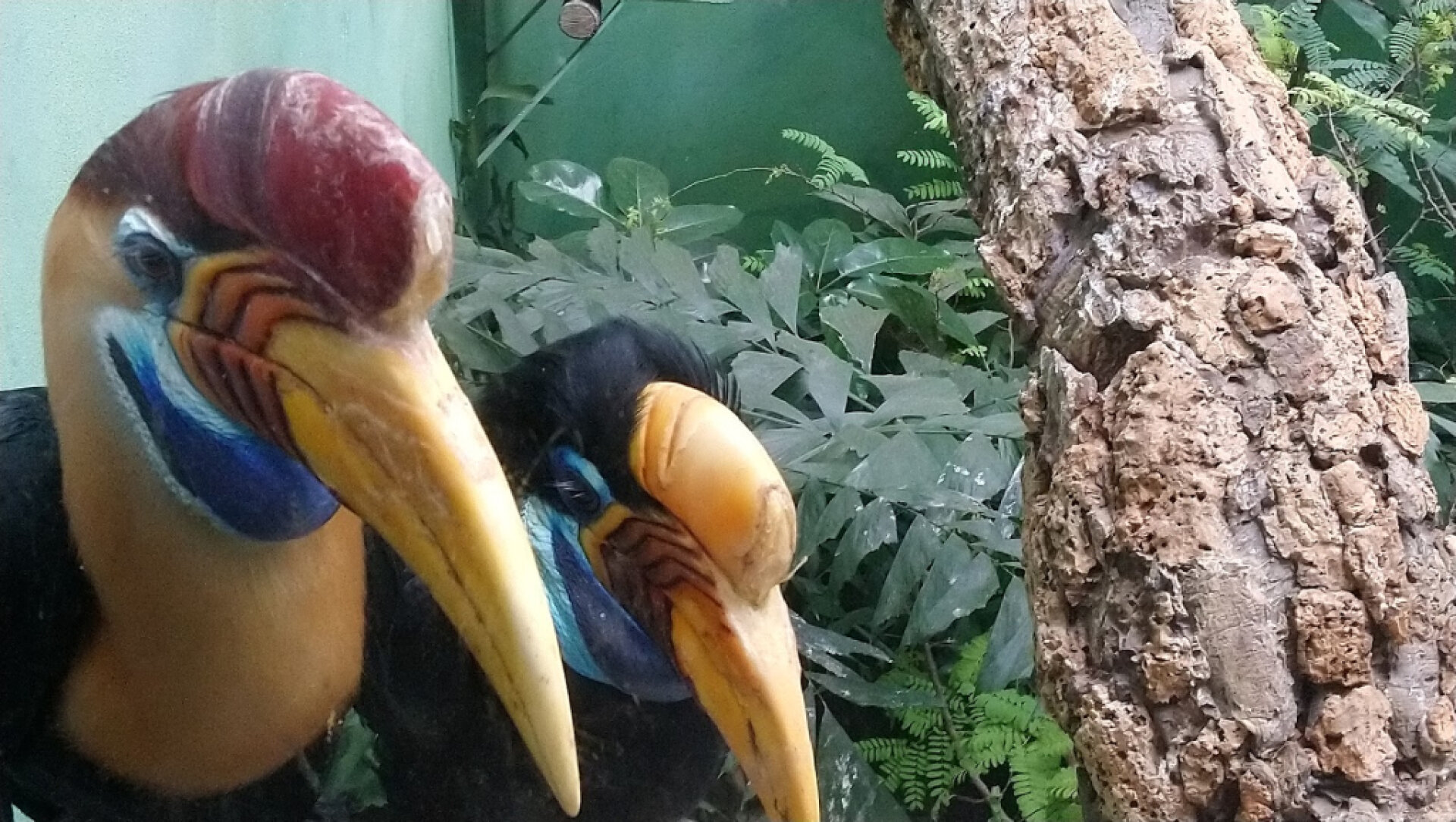 Snow Leopards, Bronx zoo: Information, Tickets and Reviews