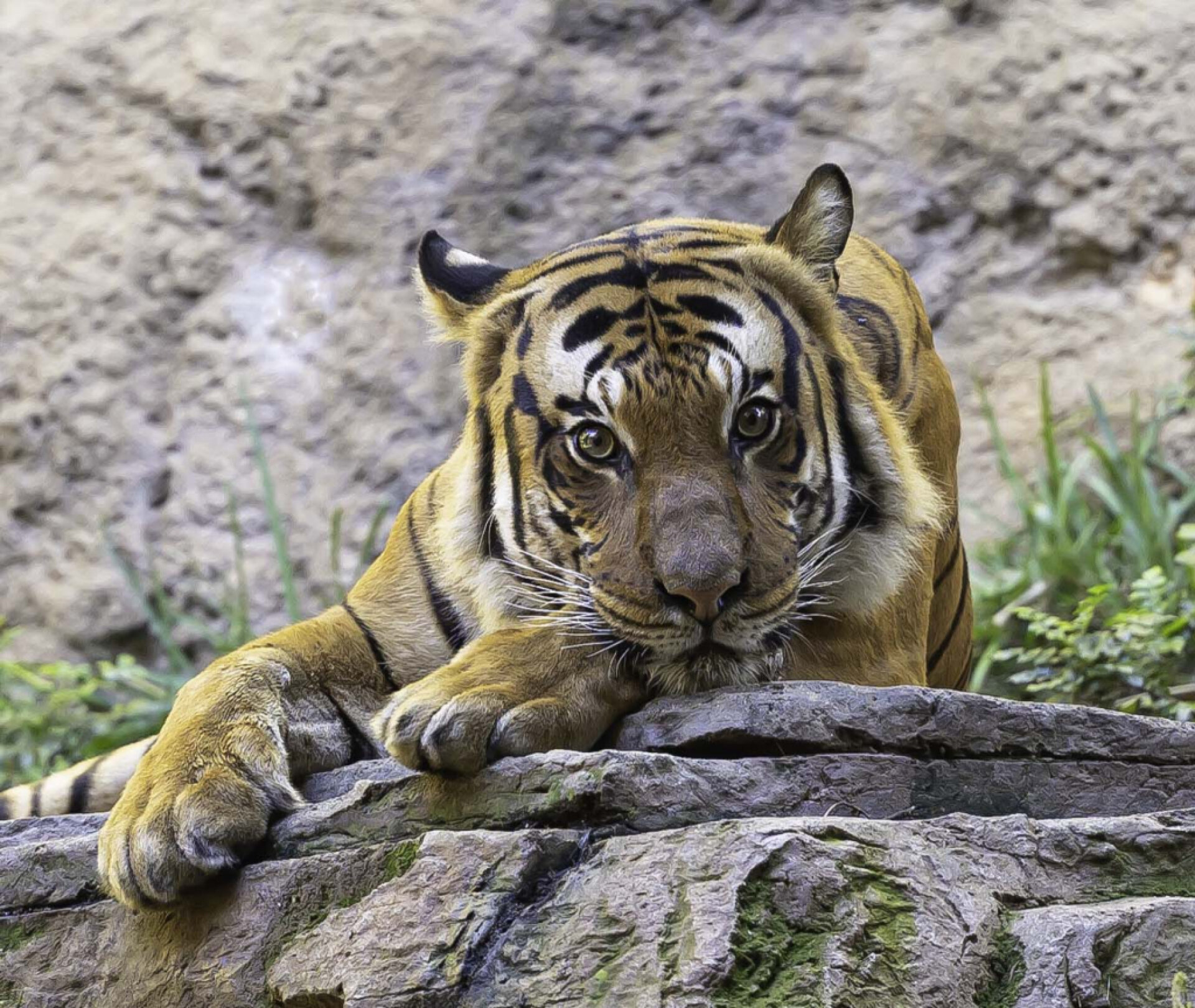 San Diego Zoo: Information, Tickets and Reviews