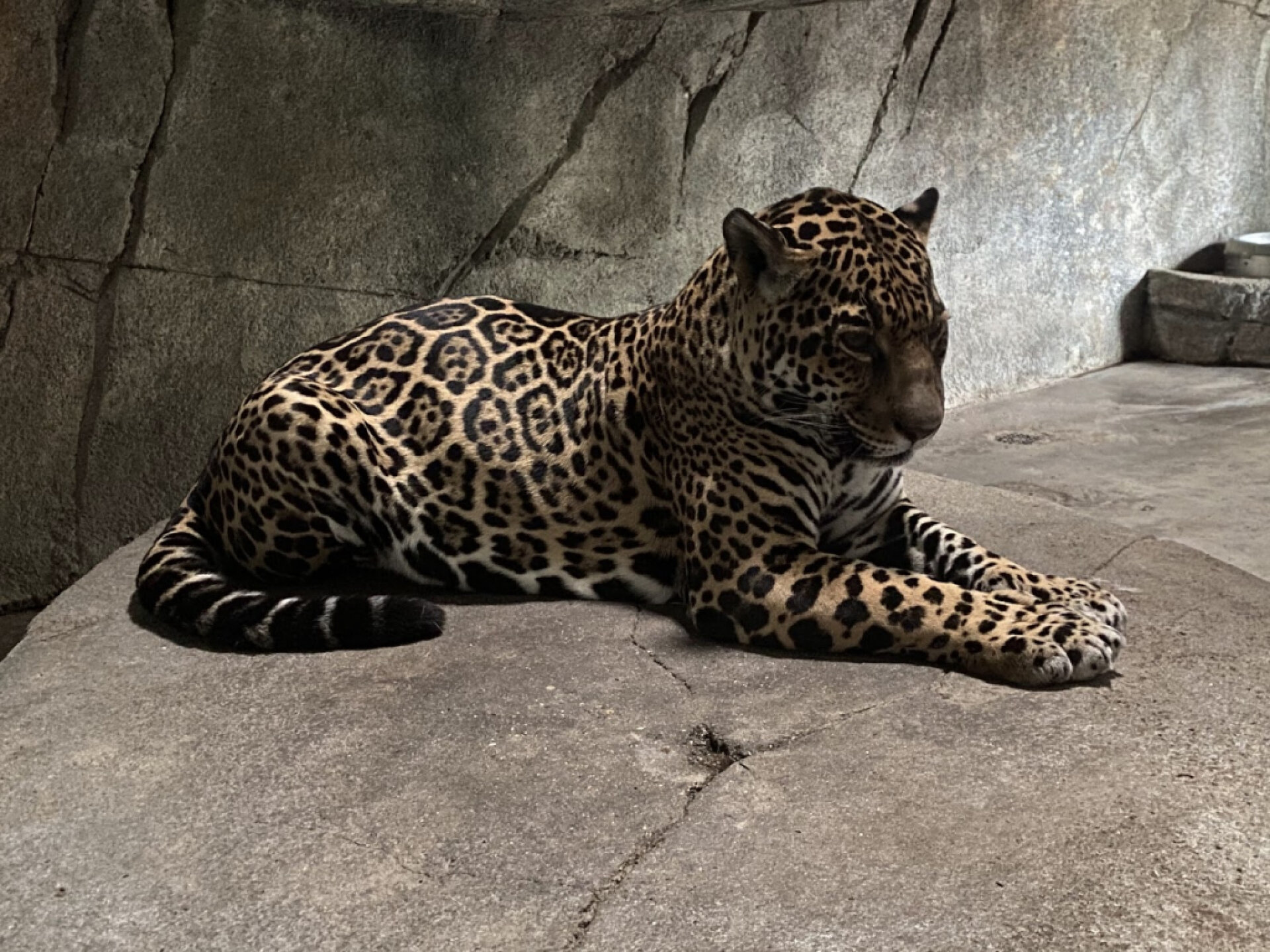 San Diego Zoo: Information, Tickets and Reviews