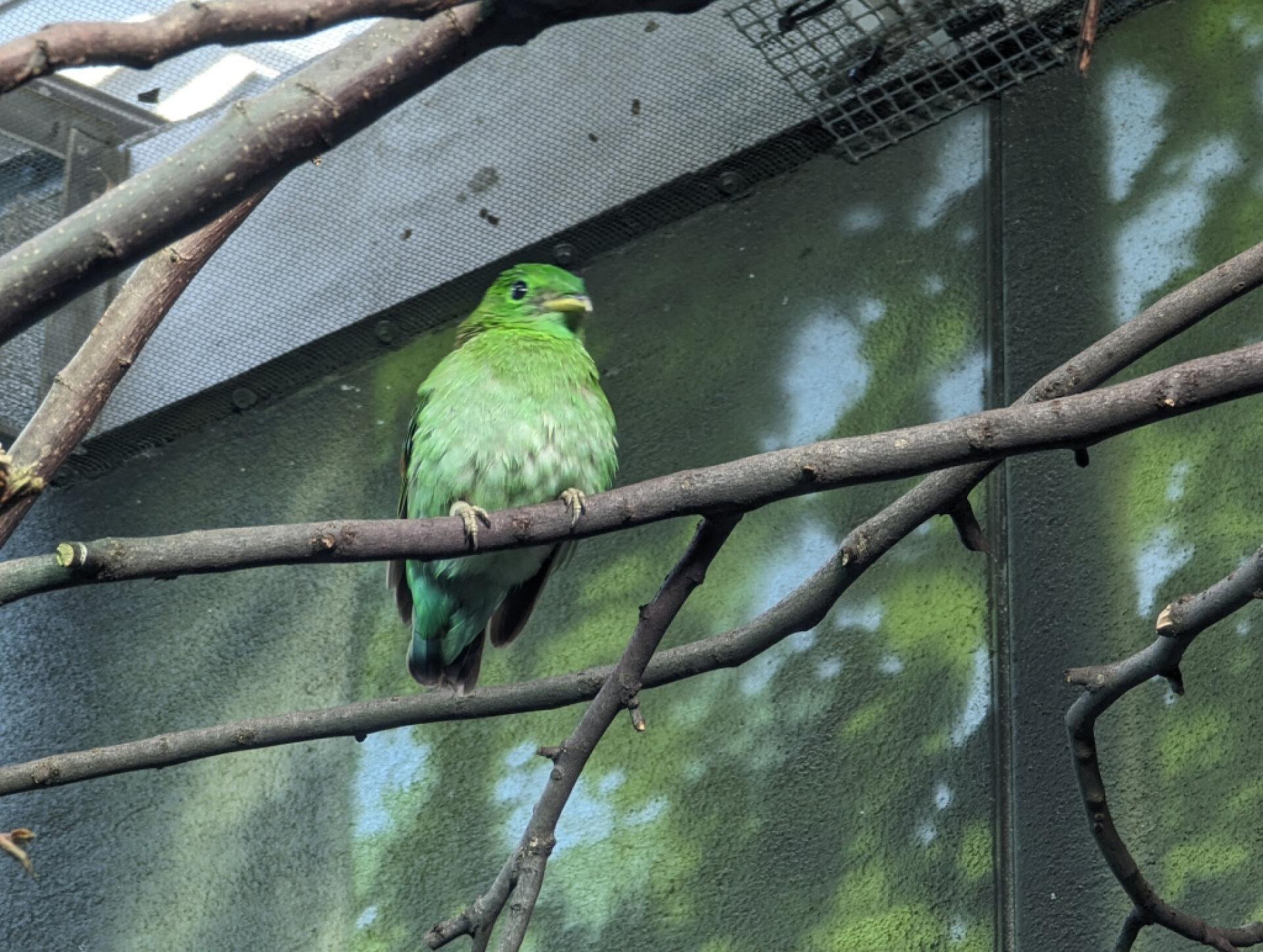 McCormick Bird House, Chicago, IL: Información, Entradas y Opiniones