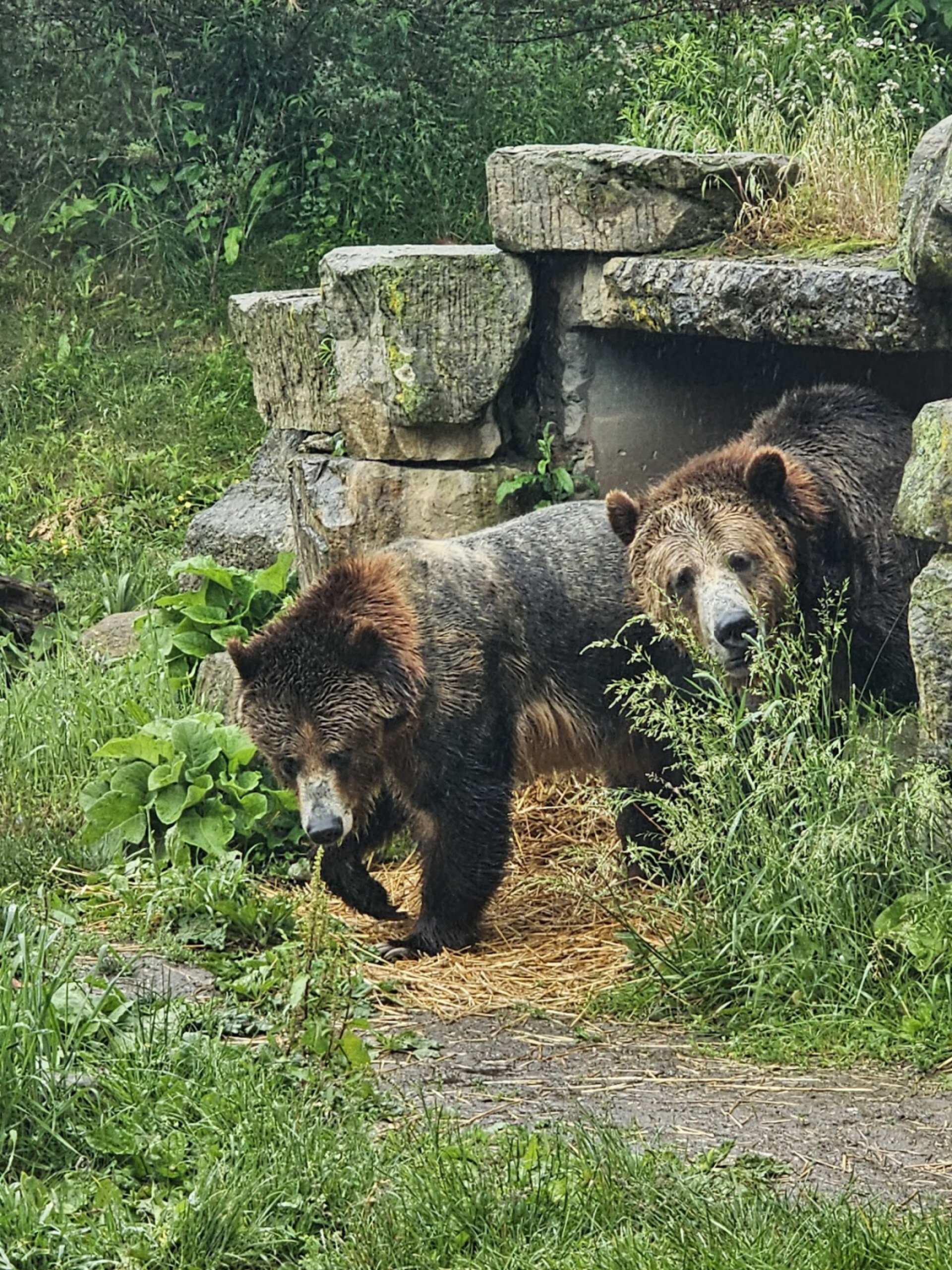 Lehner Family Zoo Gardens, Akron, OH: Information, Tickets and Reviews