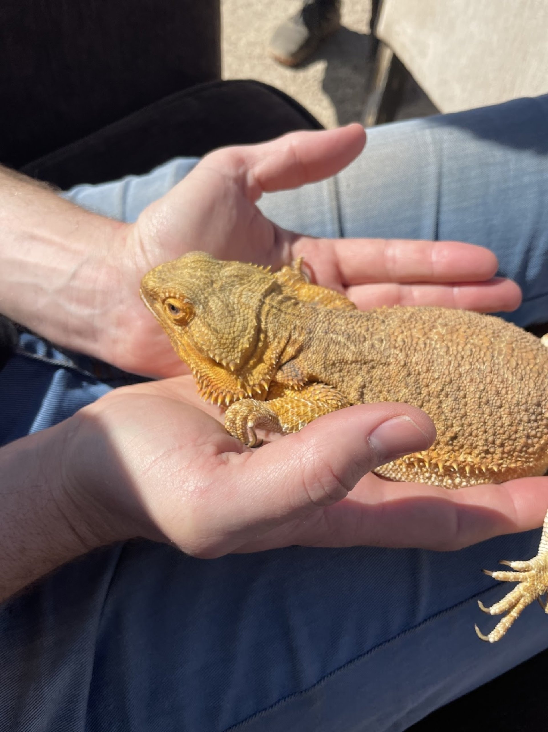 Tenerife Horse Rescue, Santa Cruz de Tenerife: Information, Tickets and ...