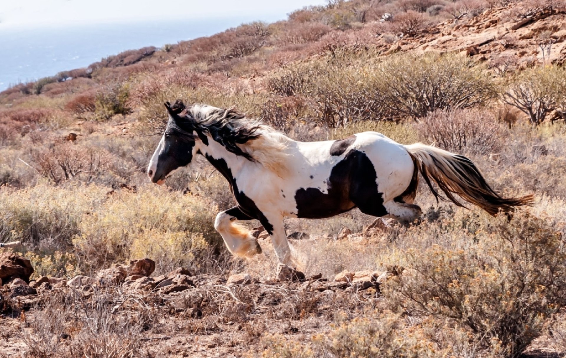 Tenerife Horse Rescue, Santa Cruz de Tenerife: Information, Tickets and ...