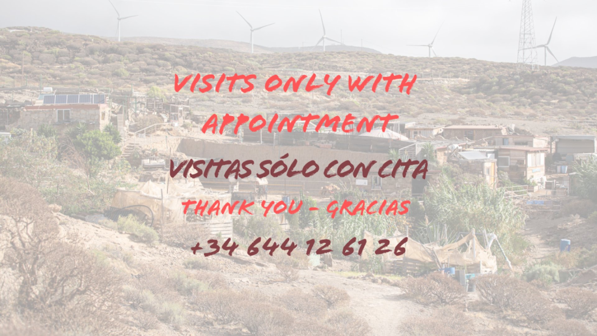 Tenerife Horse Rescue, Santa Cruz de Tenerife: Information, Tickets and ...