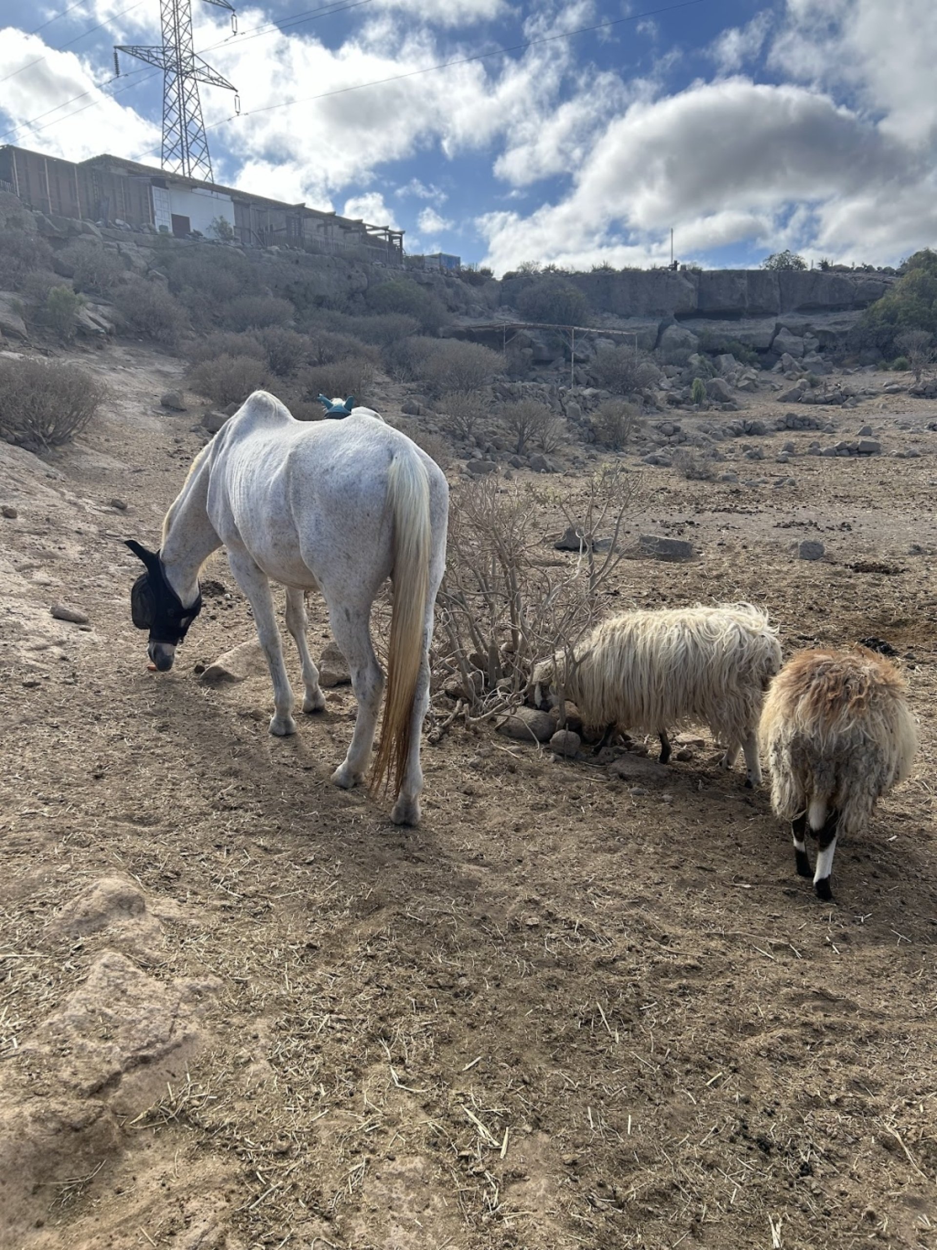 Tenerife Horse Rescue, Santa Cruz de Tenerife: Information, Tickets and ...