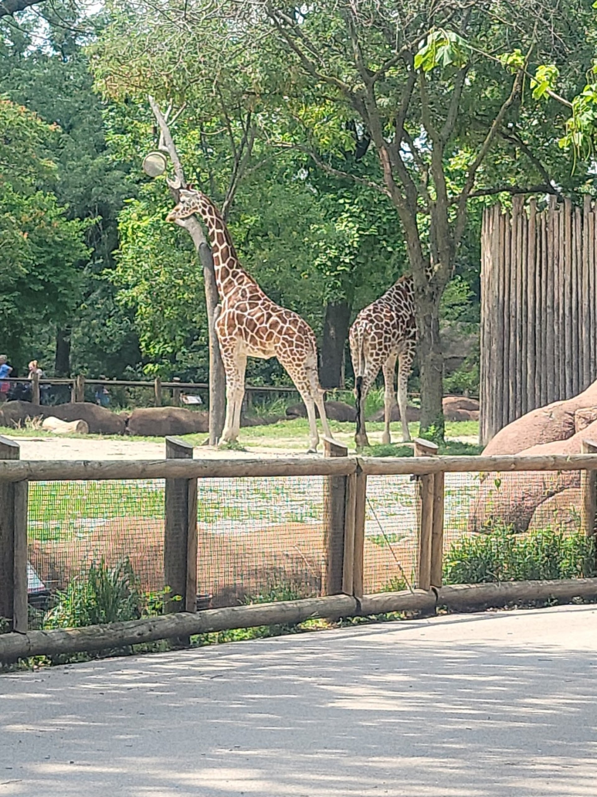 Saint Louis Zoo: Information, Tickets and Reviews