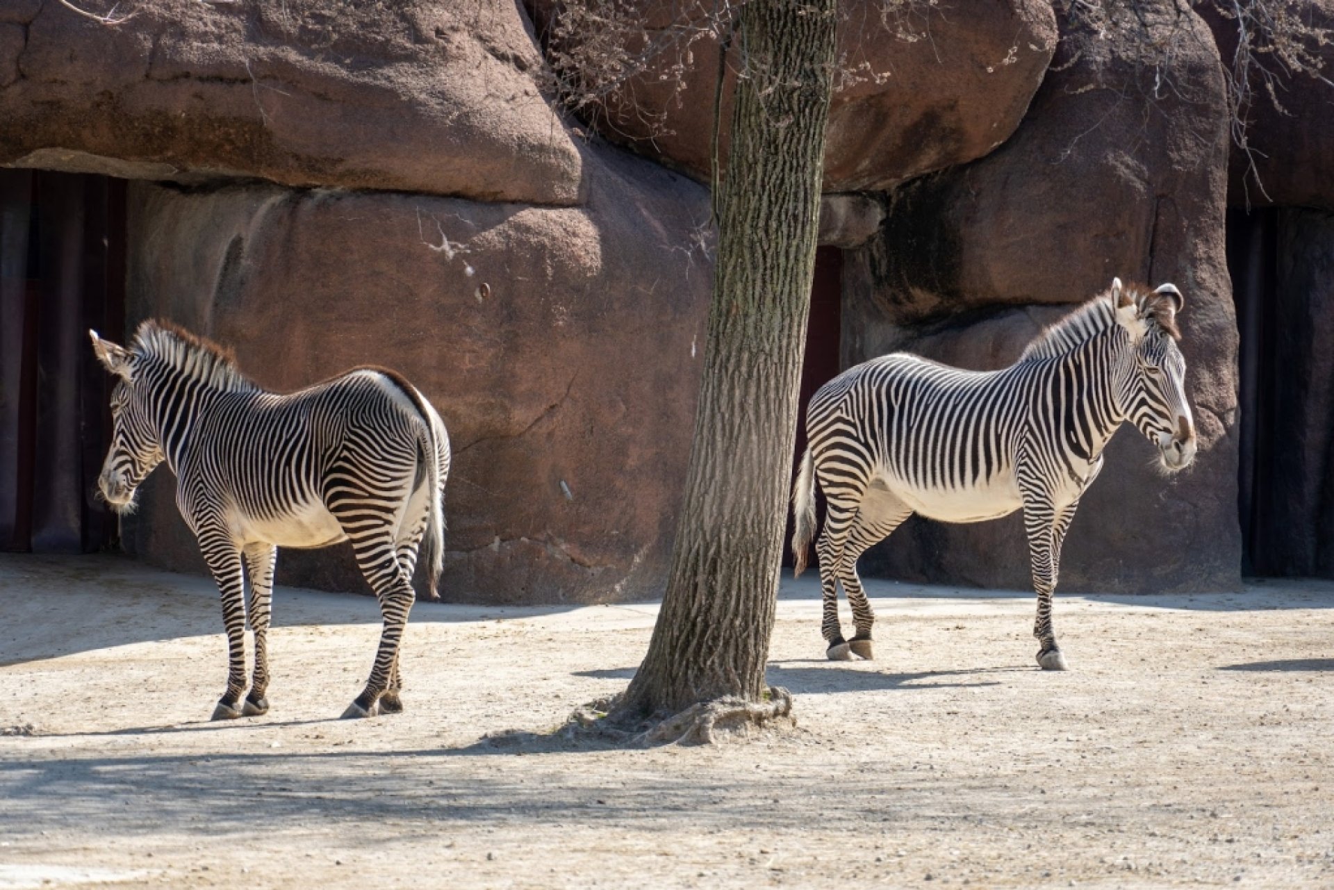 Saint Louis Zoo: Information, Tickets and Reviews