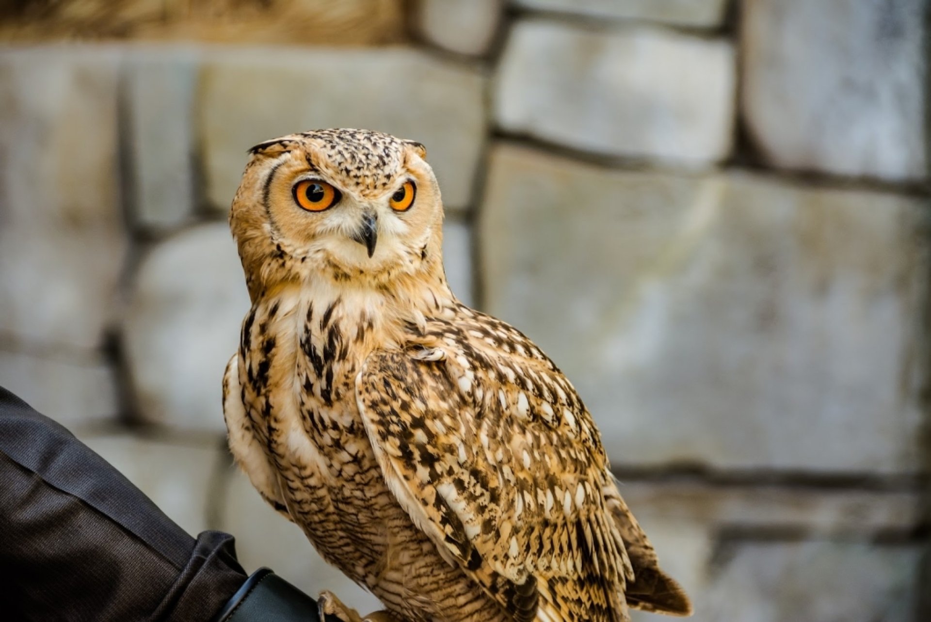 Emirates Park Zoo and Resort, Abu Dhabi: Information, Tickets and Reviews