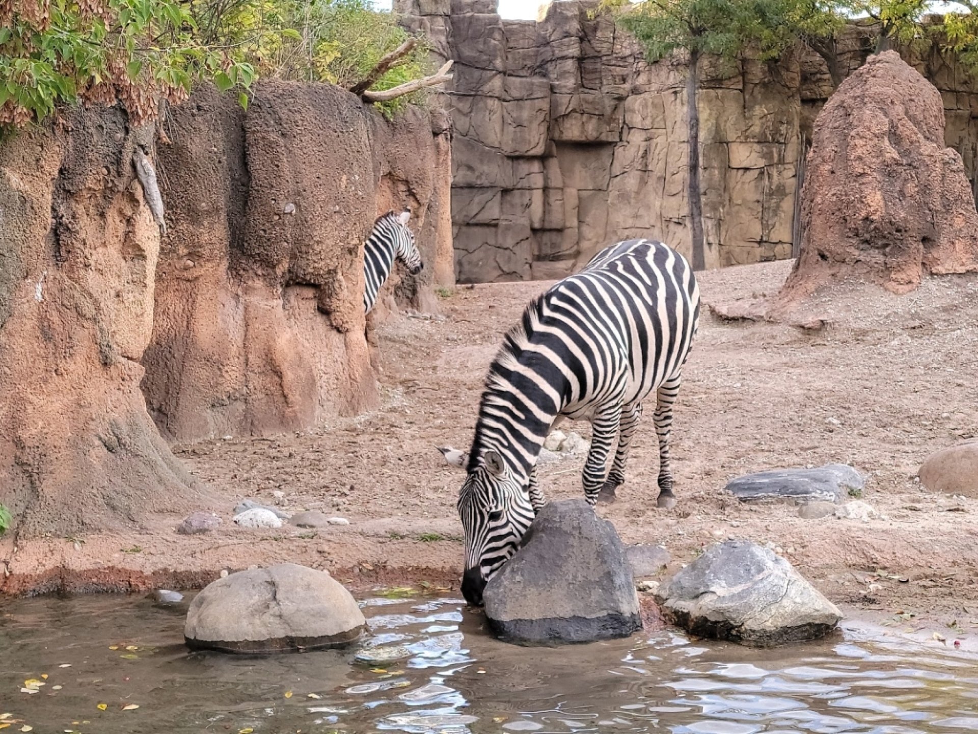 Lincoln Park Zoo, Chicago, IL: Information, Tickets and Reviews