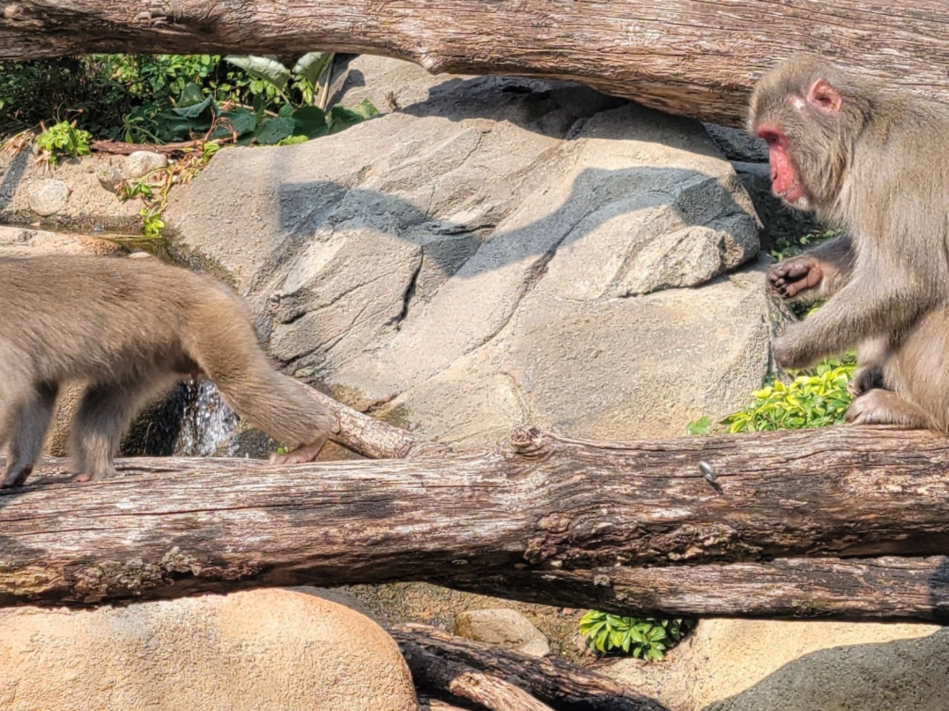 Lincoln Park Zoo, Chicago, IL: Information, Tickets and Reviews