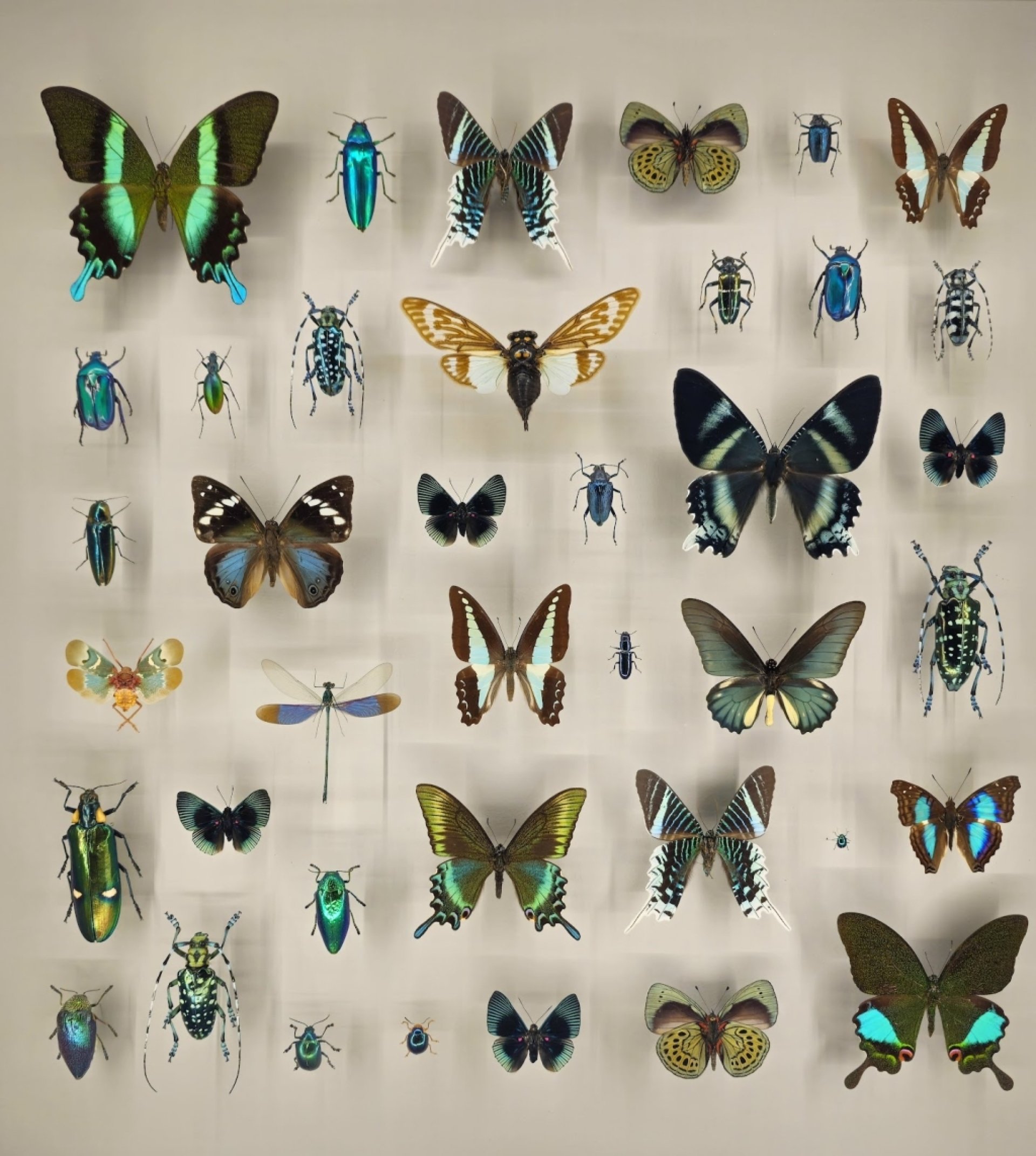 Montreal Insectarium: Information, Tickets and Reviews