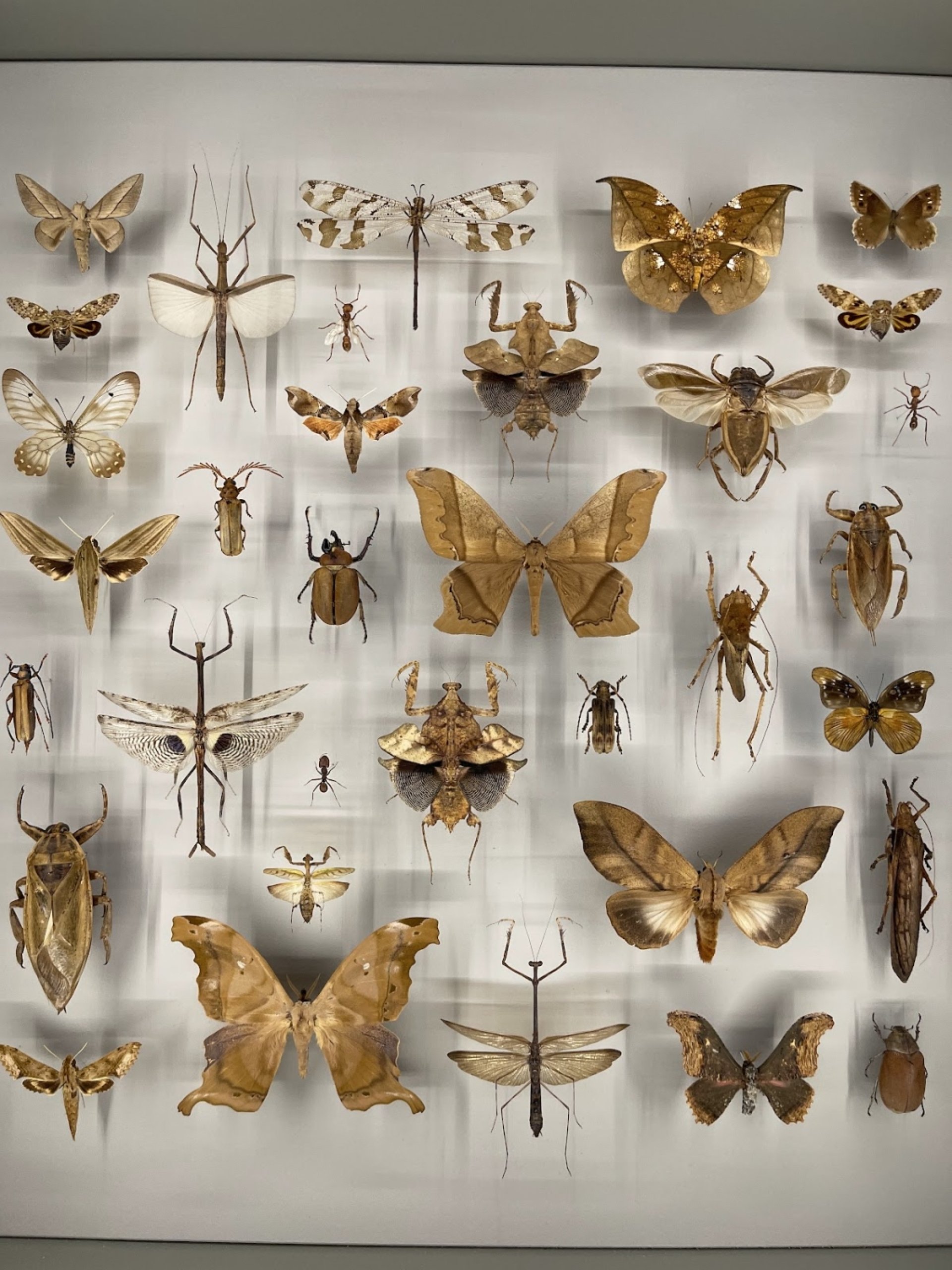 Montreal Insectarium: Information, Tickets and Reviews