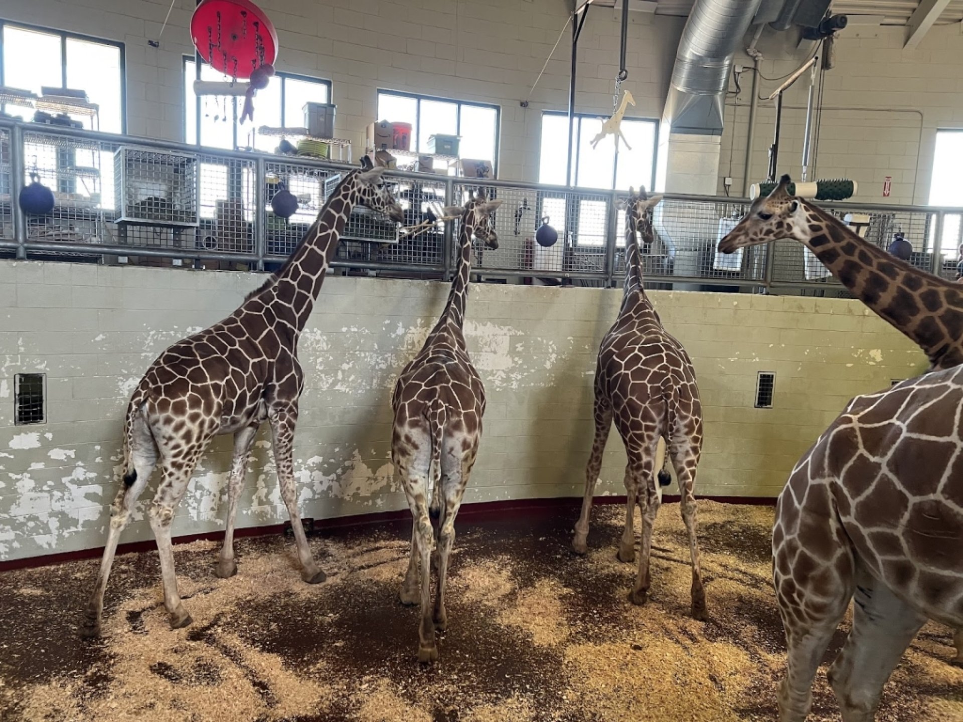 Cheyenne Mountain Zoo, Colorado Springs, CO: Information, Tickets and ...