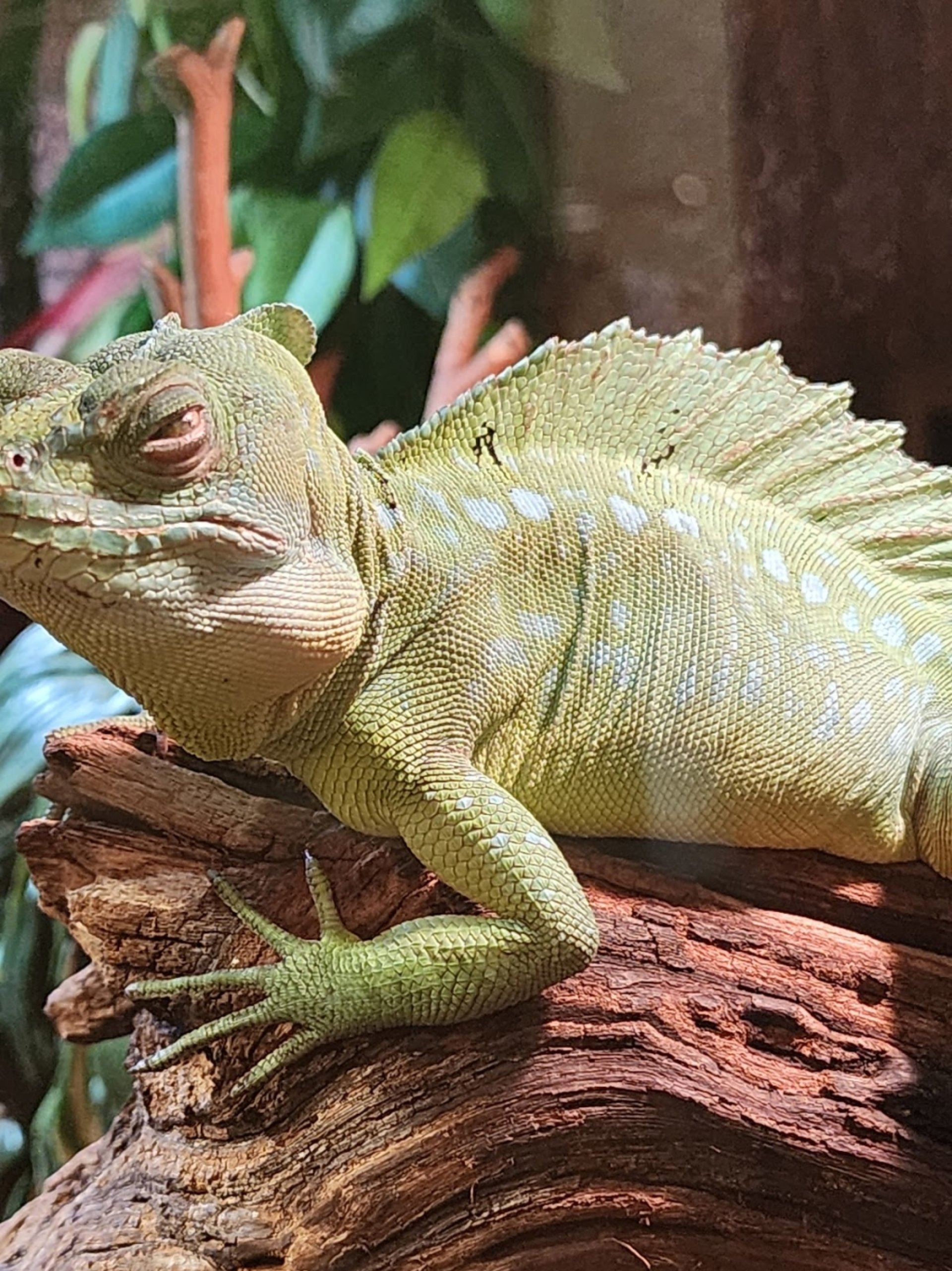 Pequeños Rayos Zoológico de Reptiles y Centro de Naturaleza, Hamilton ...