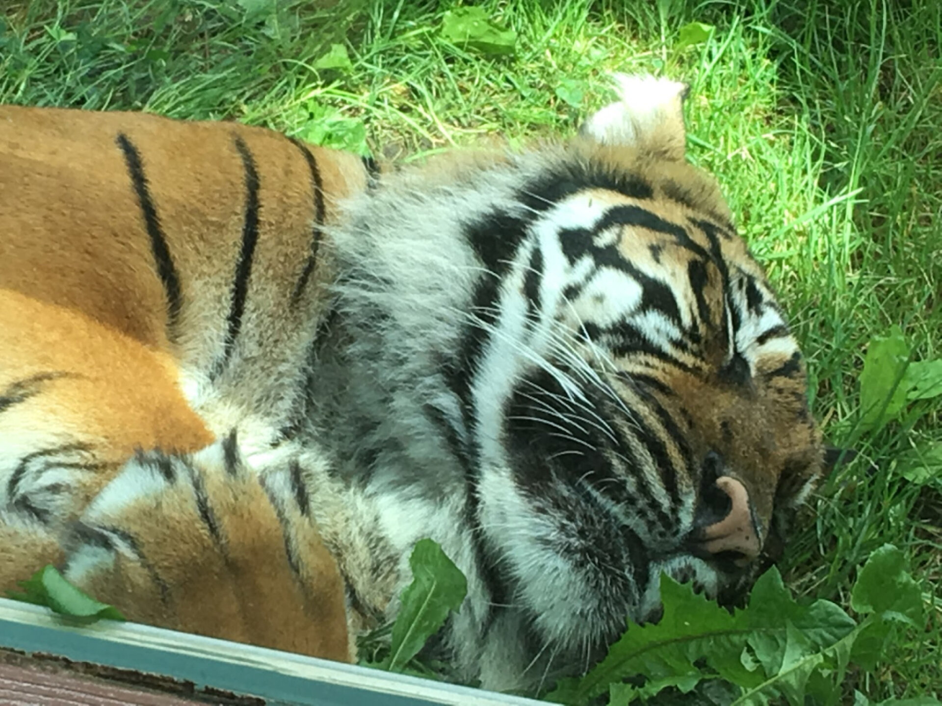 Indo Malaya Pavilion, Scarborough: Información, Entradas y Opiniones