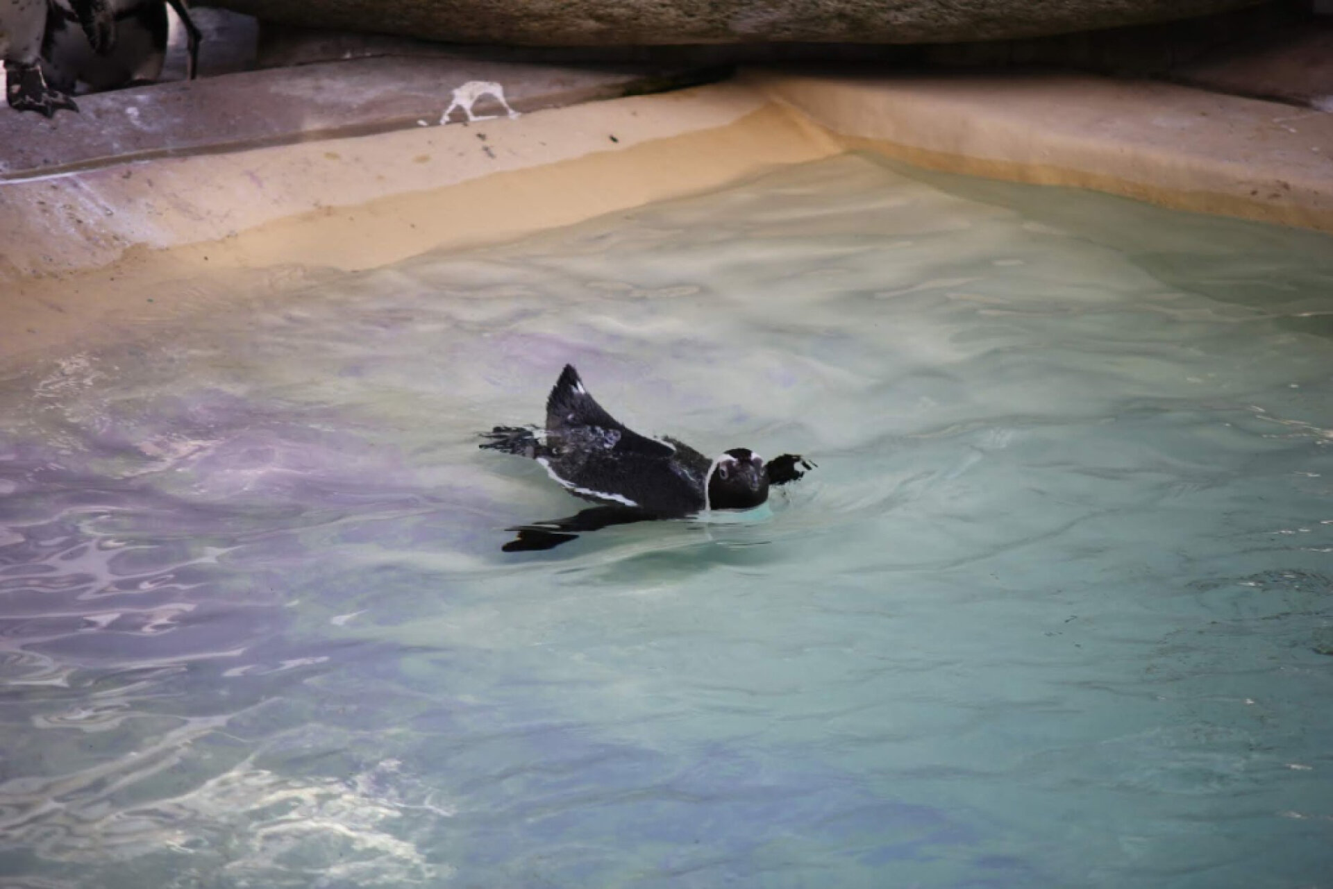 Penguin House, Scarborough: Information, Tickets and Reviews