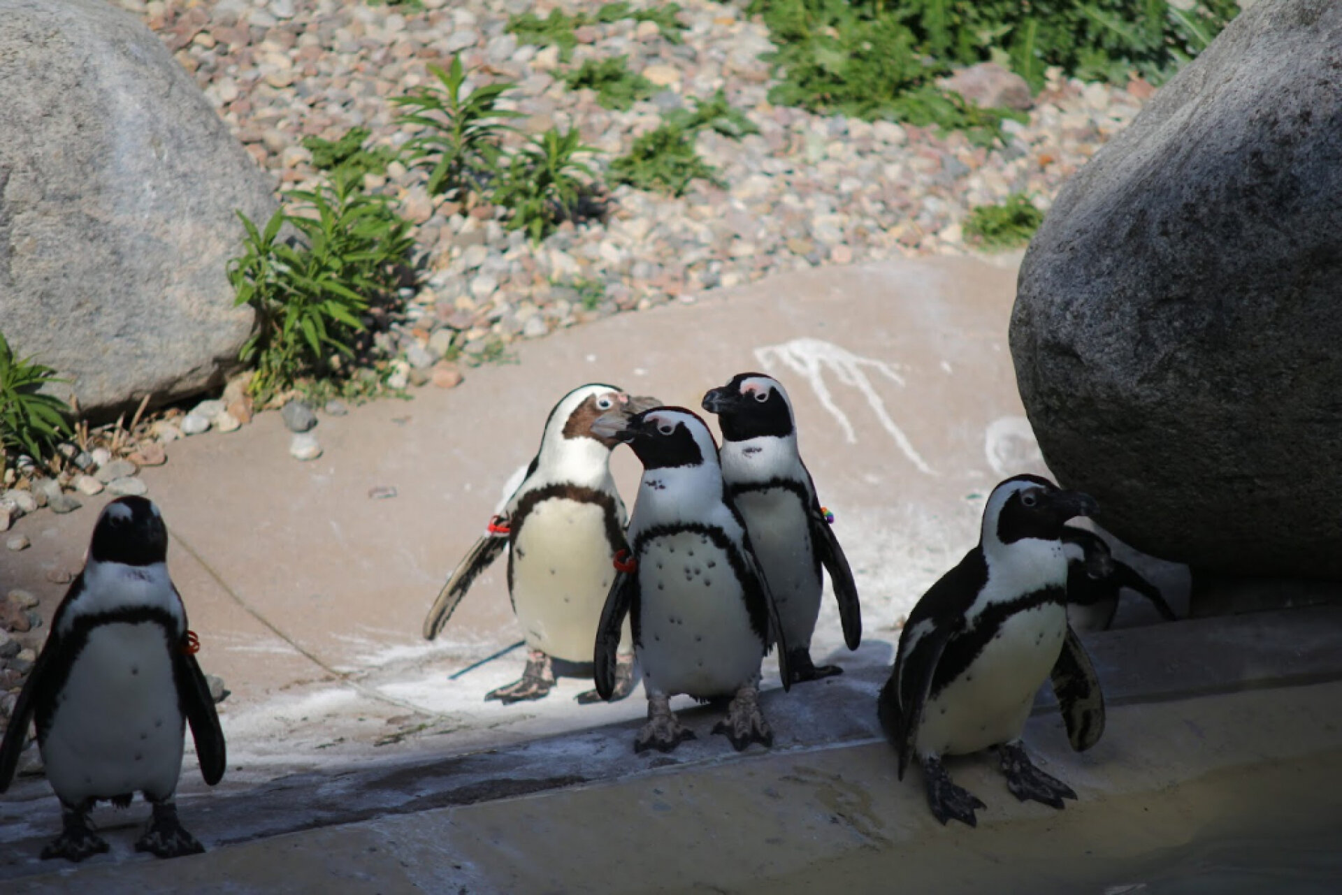 Penguin House, Scarborough: Information, Tickets and Reviews
