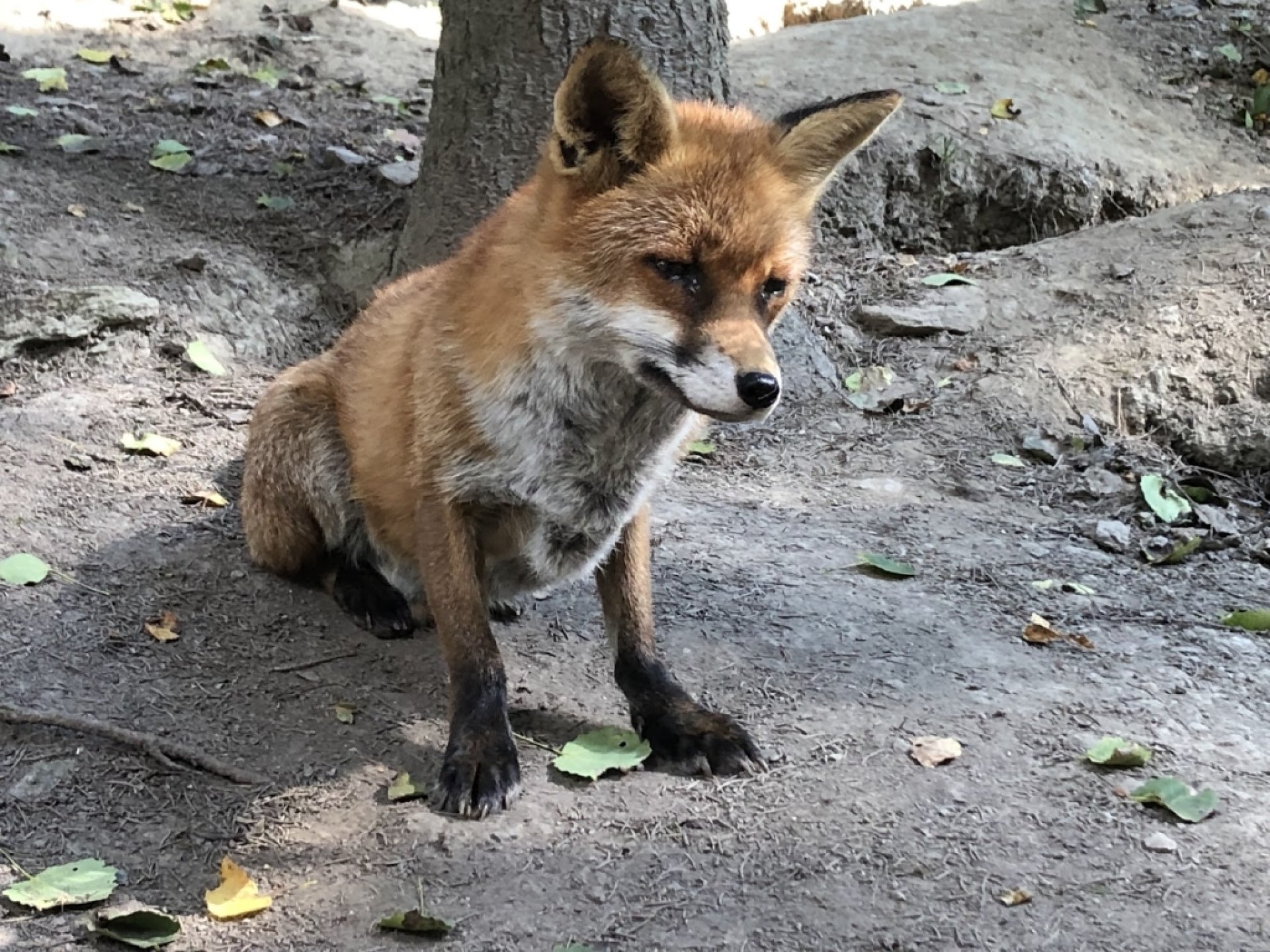 Zoo and Pool of Marécottes, Les Marécottes: Information, Tickets and ...