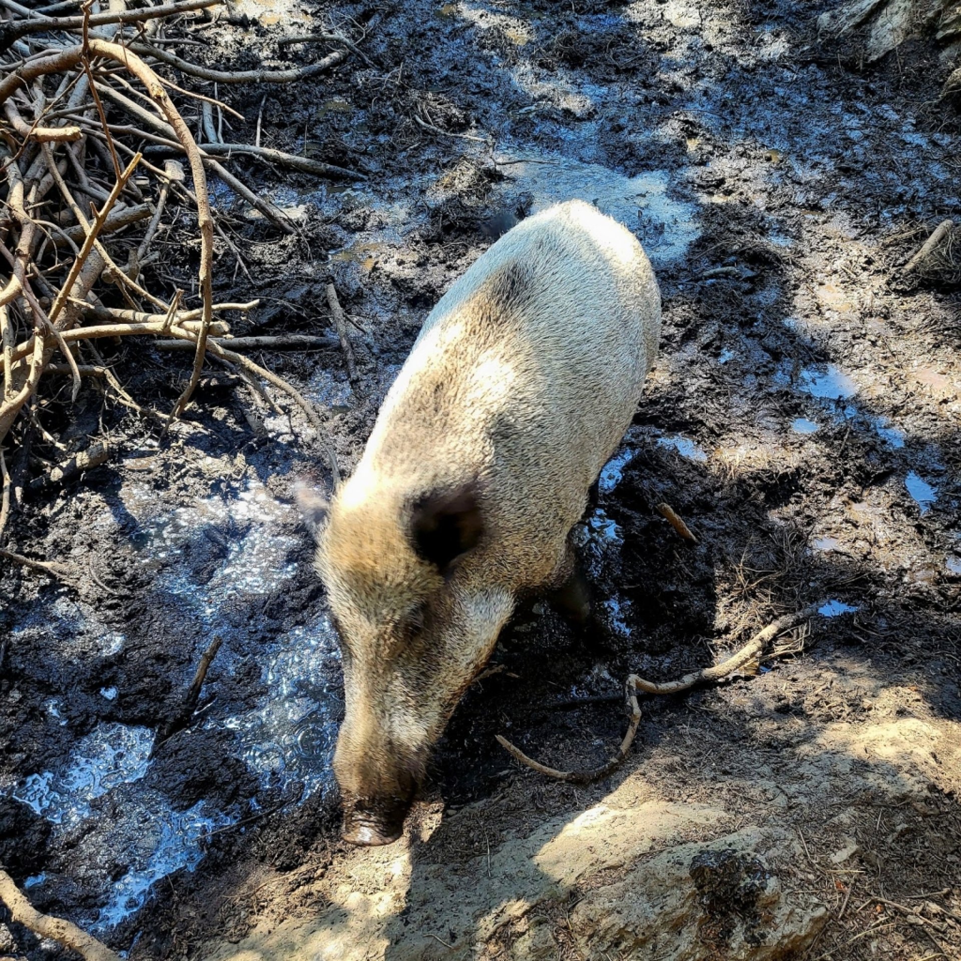 Zoo and Pool of Marécottes, Les Marécottes: Information, Tickets and ...