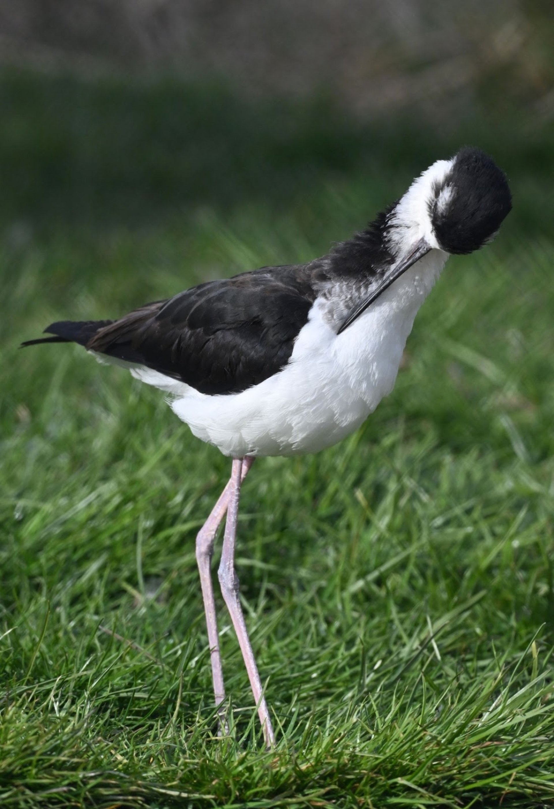 St. Bartholomew Foundation Farm, La Sarraz: Information, Tickets and ...