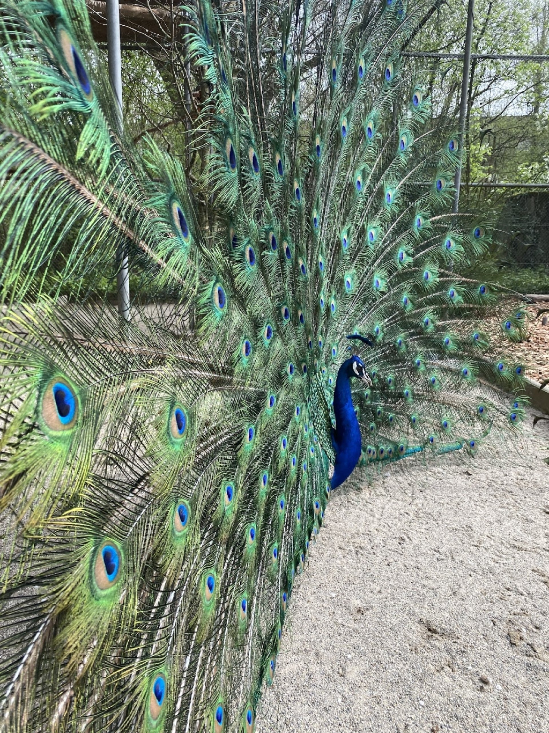 Augusta Raurica Zoo, Pratteln: Information, Tickets and Reviews