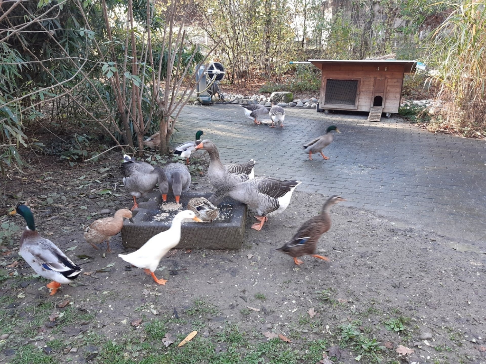 Augusta Raurica Zoo, Pratteln: Information, Tickets and Reviews