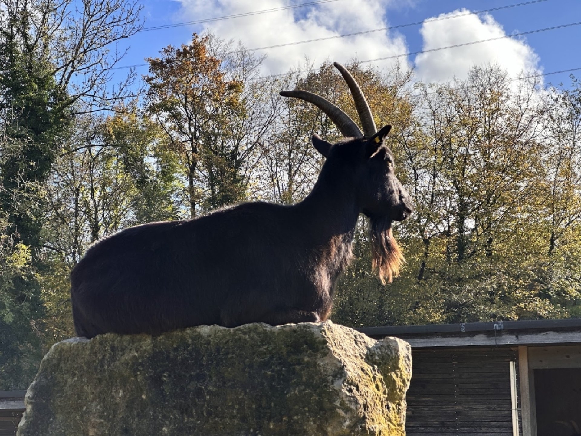 Augusta Raurica Zoo, Pratteln: Information, Tickets and Reviews