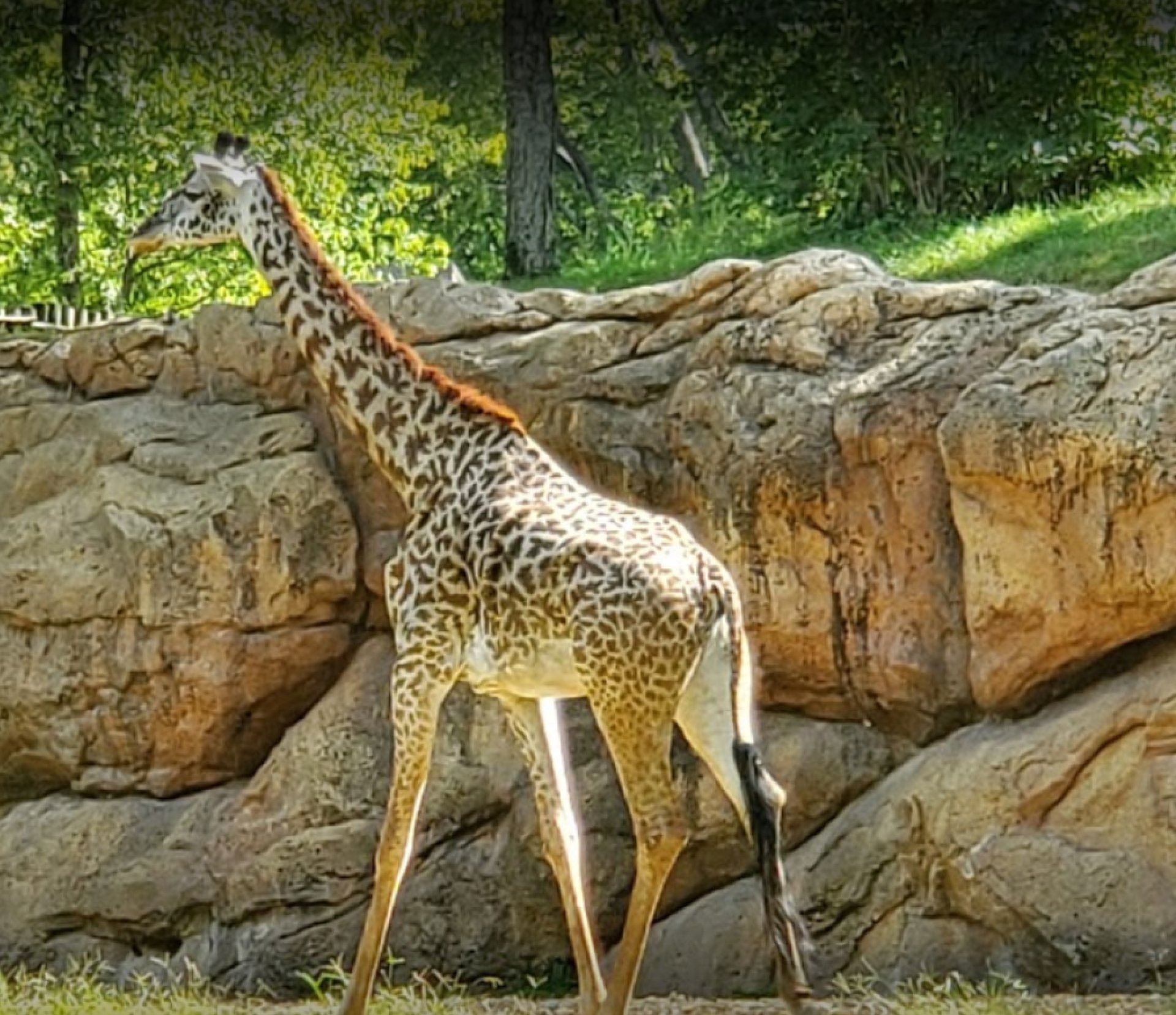 Nashville Zoo at Grassmere: Information, Tickets and Reviews