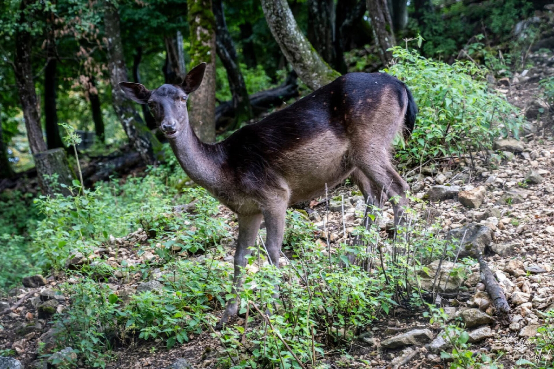Parc des Biches, Delémont: Information, Tickets and Reviews