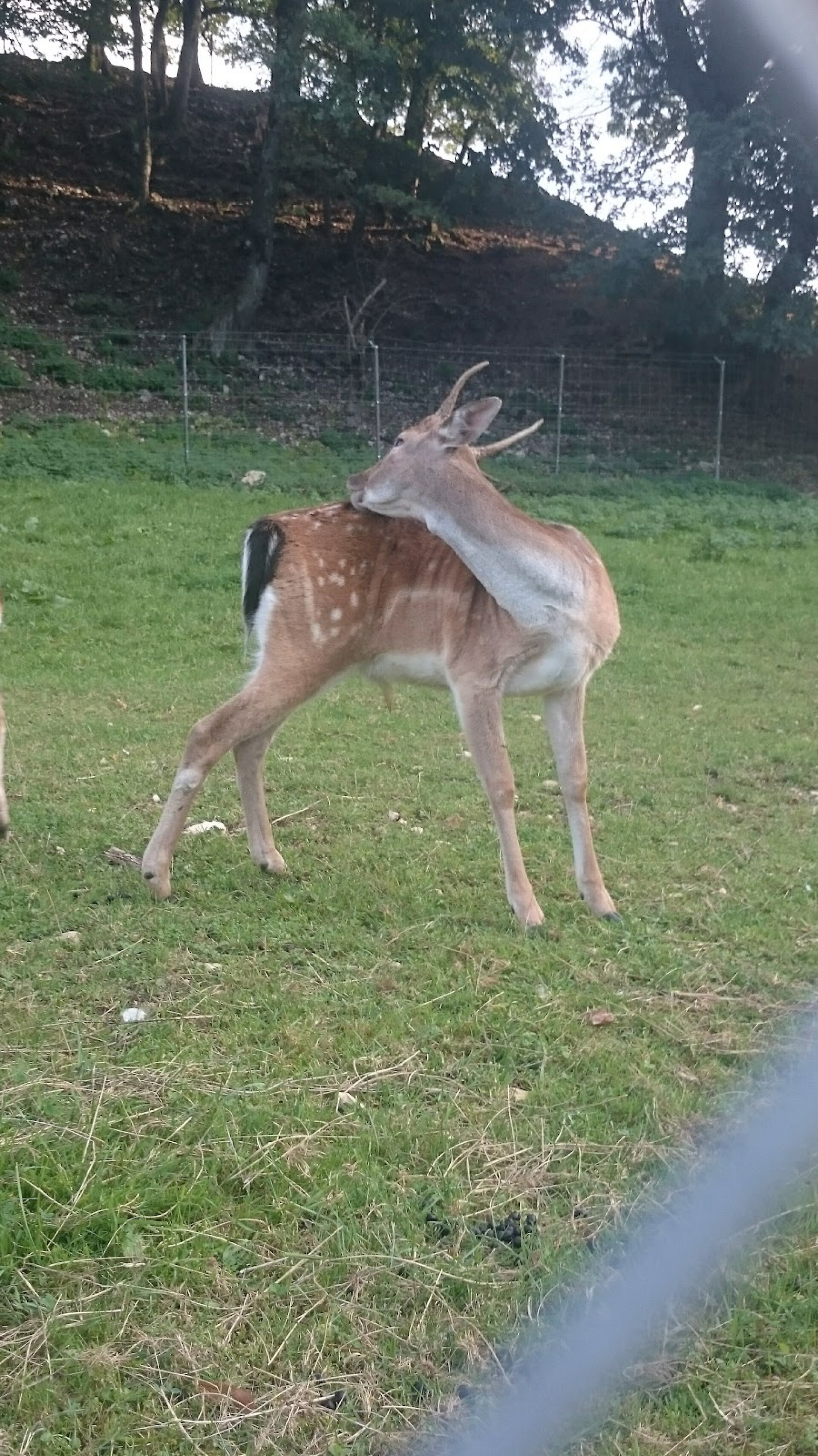 Parc des Biches, Delémont: Information, Tickets and Reviews
