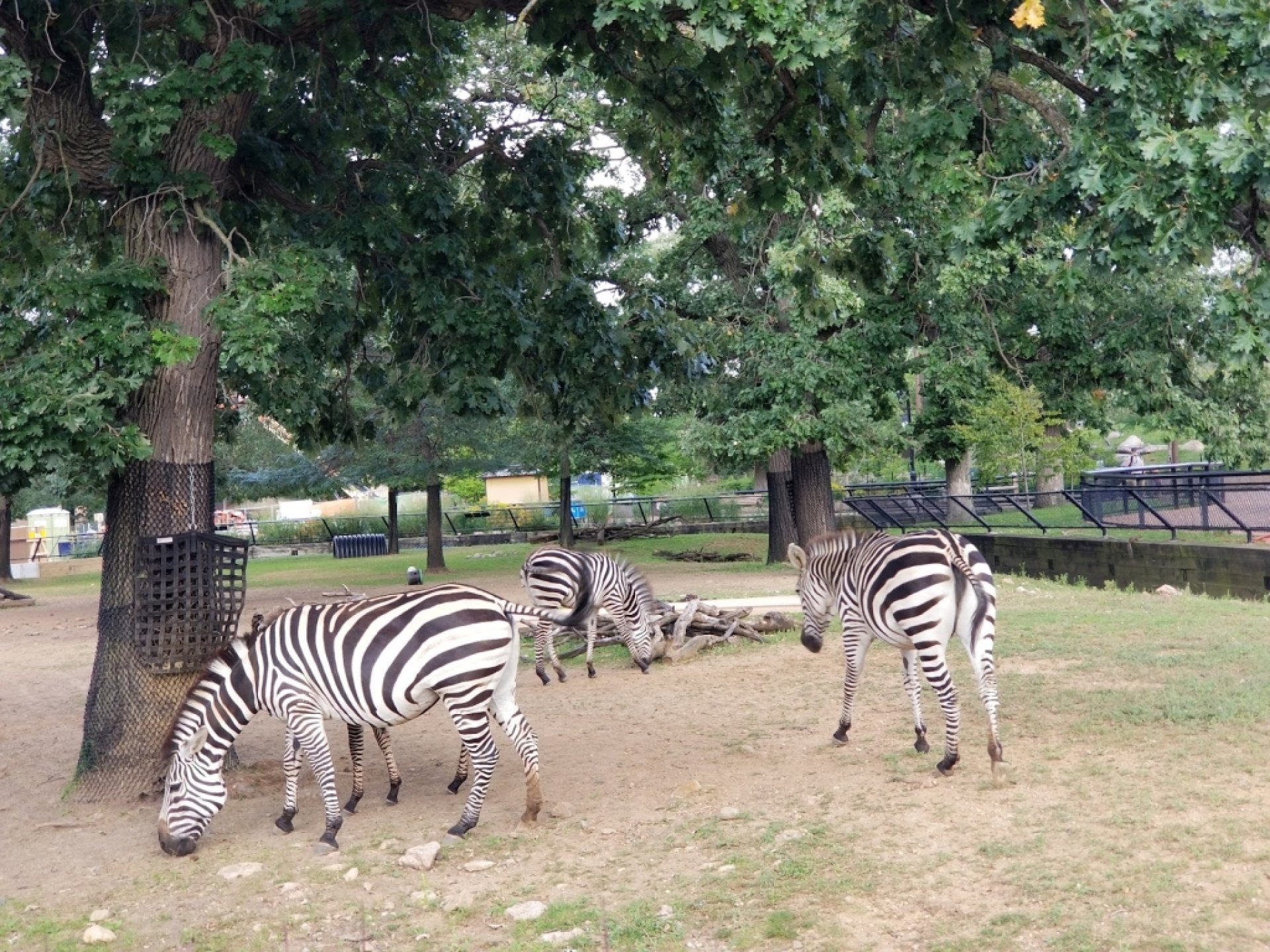 Como Park Zoo & Conservatory, Saint Paul, MN: Information, Tickets and ...