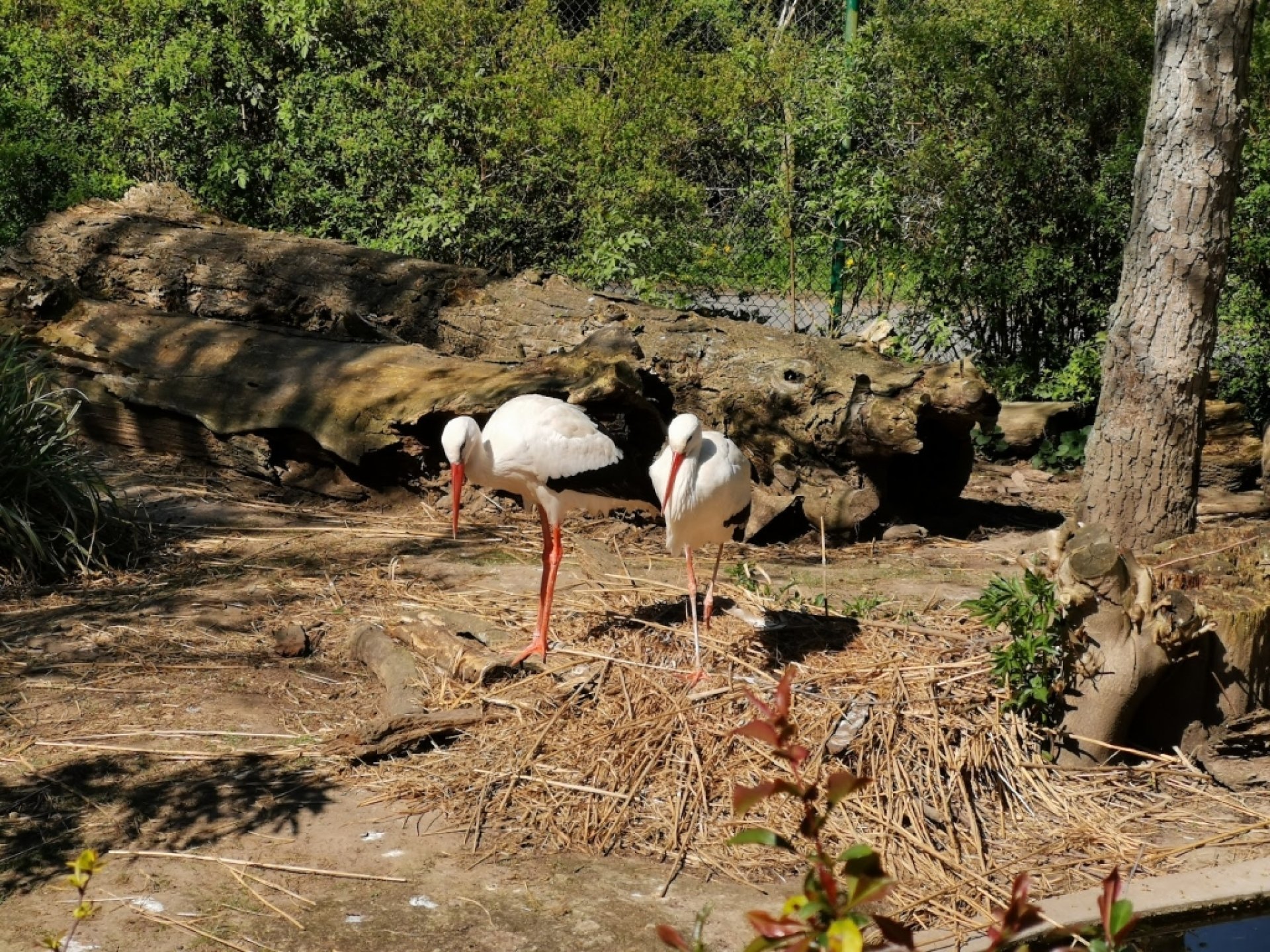 BRAUNSCHWEIG ZOO 'Noah's Ark' Uwe Wilhelm GmbH, Braunschweig ...