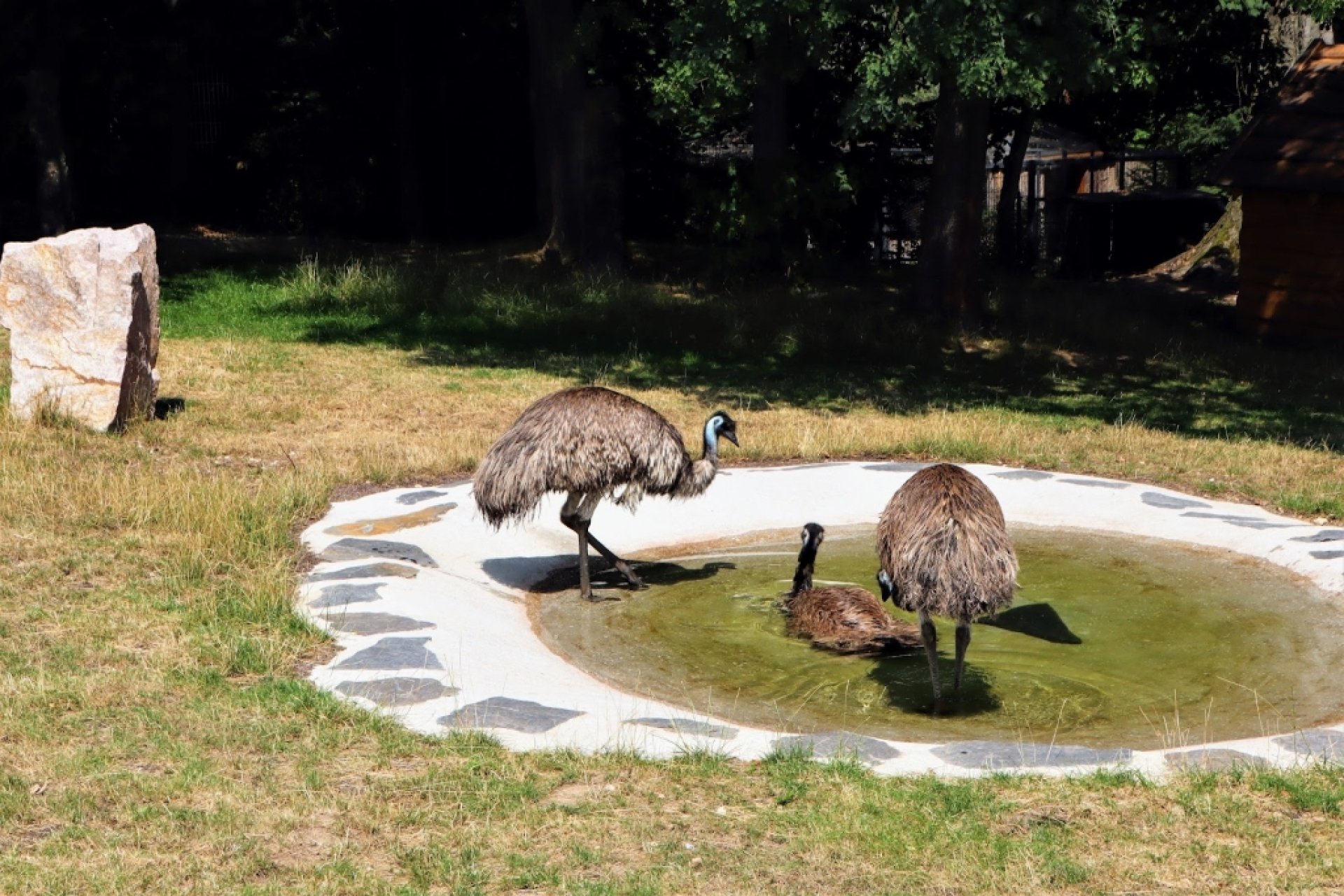 Hirschfeld Wildlife Park, Zwickau: Information, Tickets and Reviews