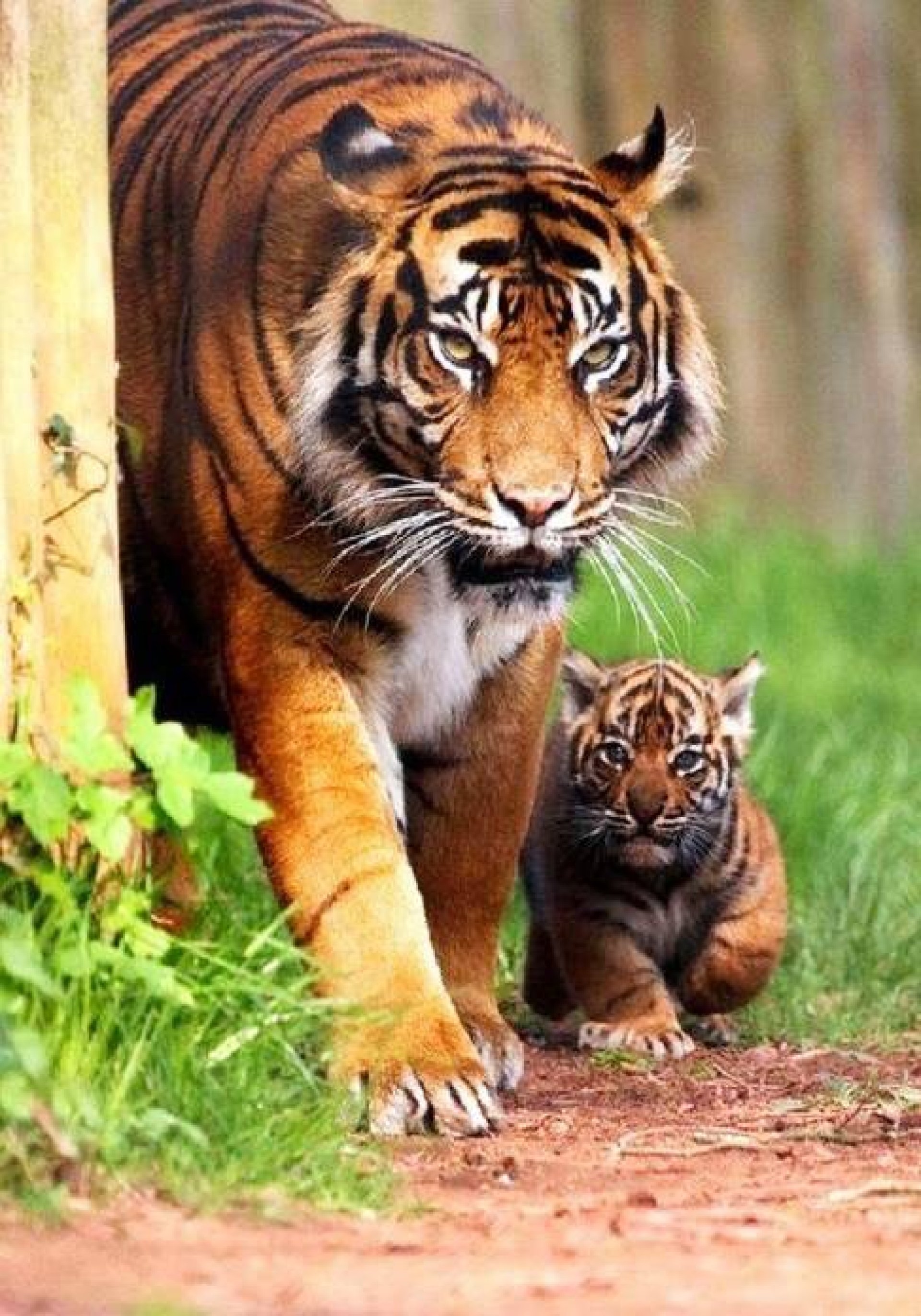 Point Defiance Zoo & Aquarium, Tacoma, WA: Information, Tickets and Reviews