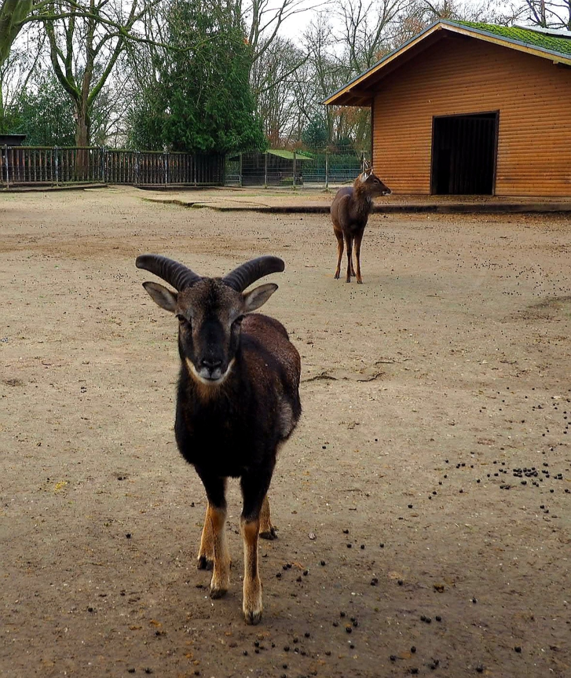 Mönchengladbach Zoo, Jüchen: Information, Tickets and Reviews
