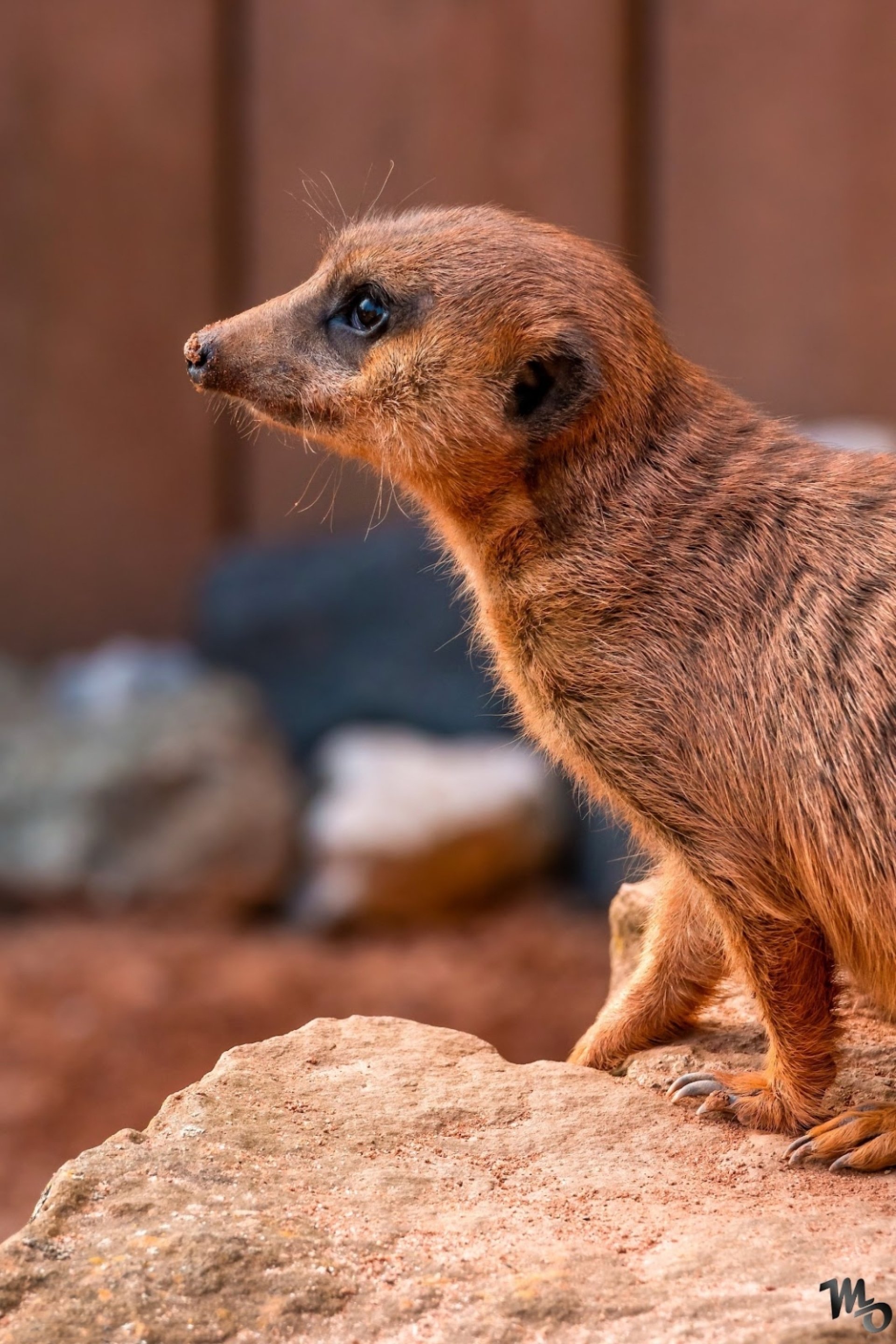 Gotha Zoo: Information, Tickets and Reviews