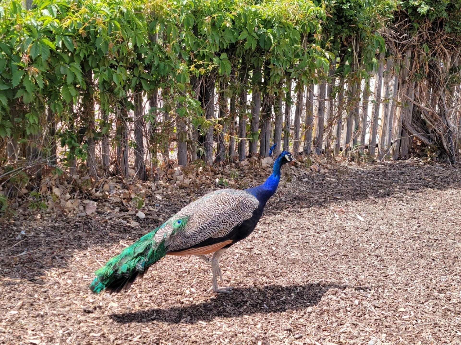 ABQ BioPark Zoo, Albuquerque, NM: Information, Tickets and Reviews