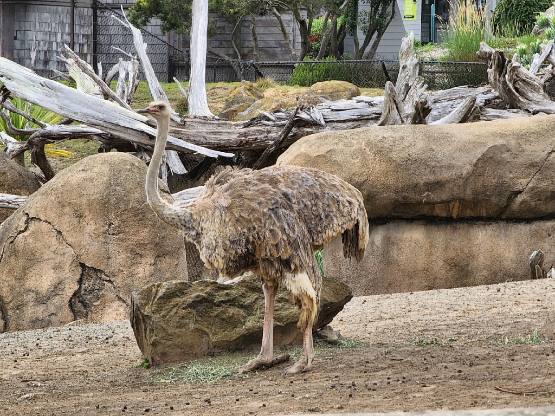 San Francisco Zoo: Information, Tickets and Reviews