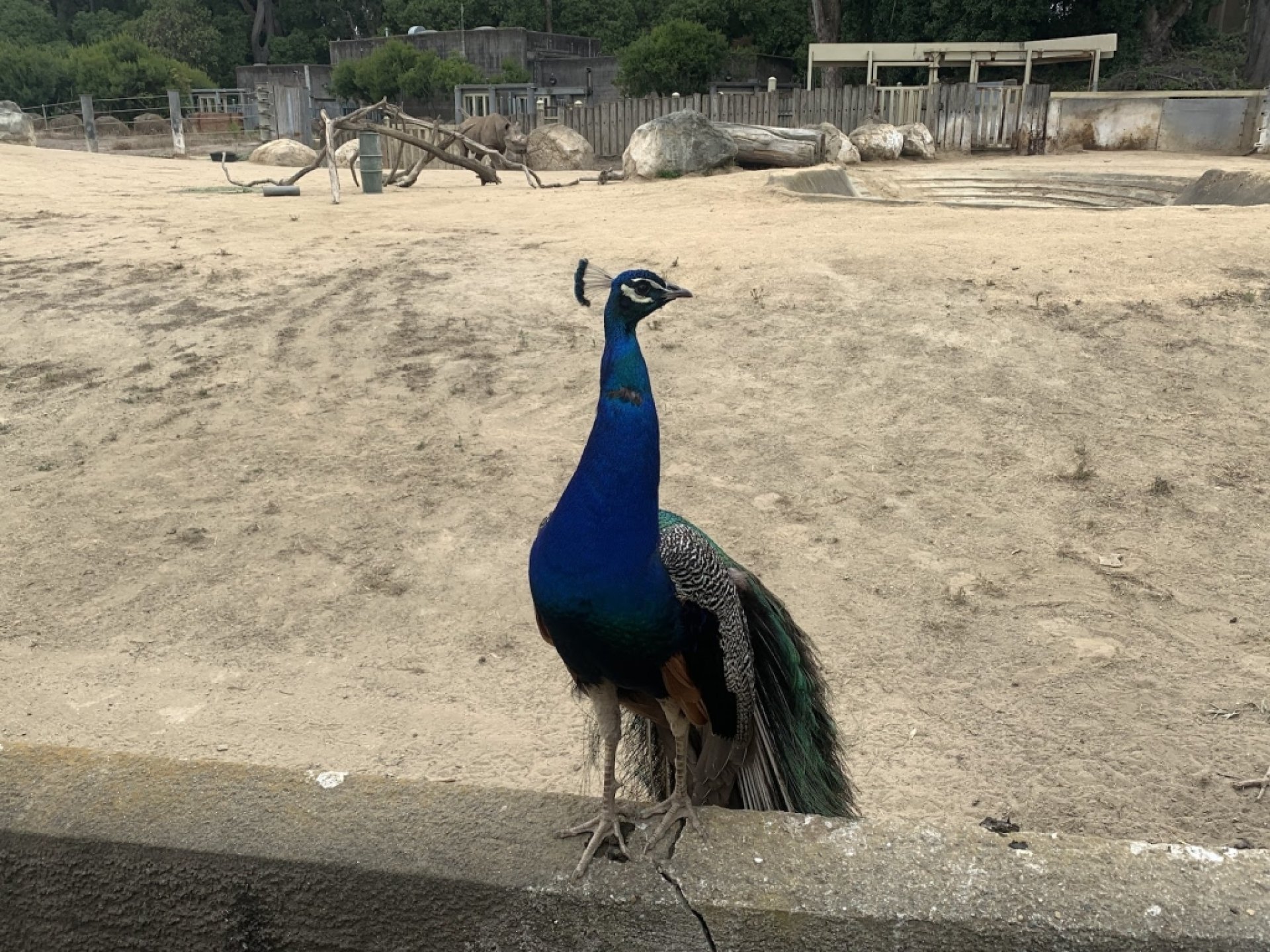 San Francisco Zoo: Information, Tickets and Reviews