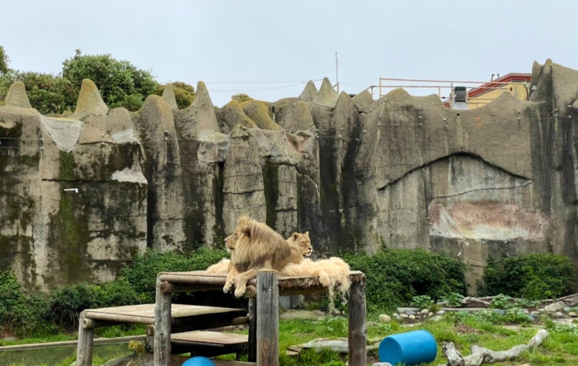 San Francisco Zoo: Information, Tickets and Reviews