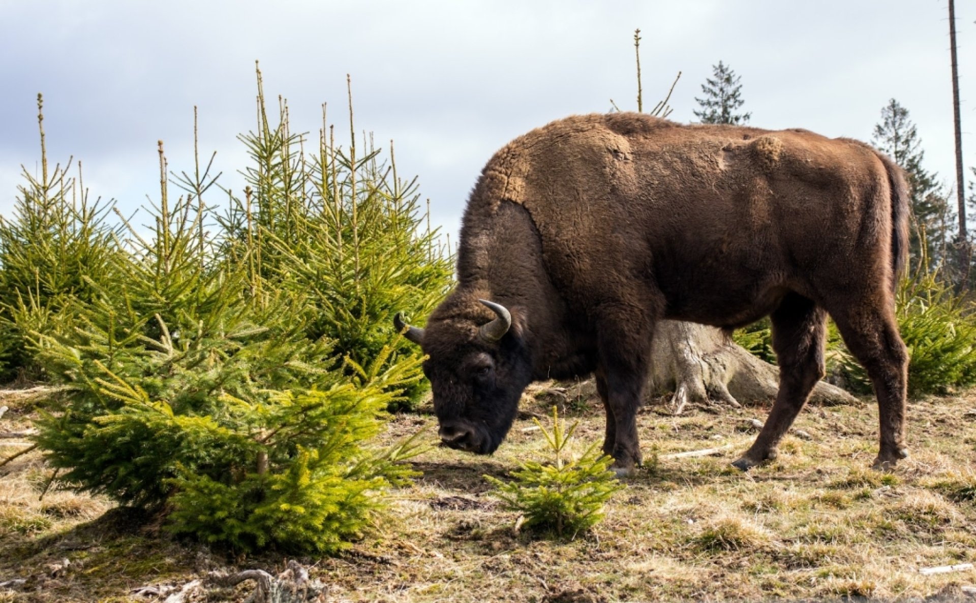 Wisent Wilderness Wittgenstein Ltd., Bad Berleburg: Information ...