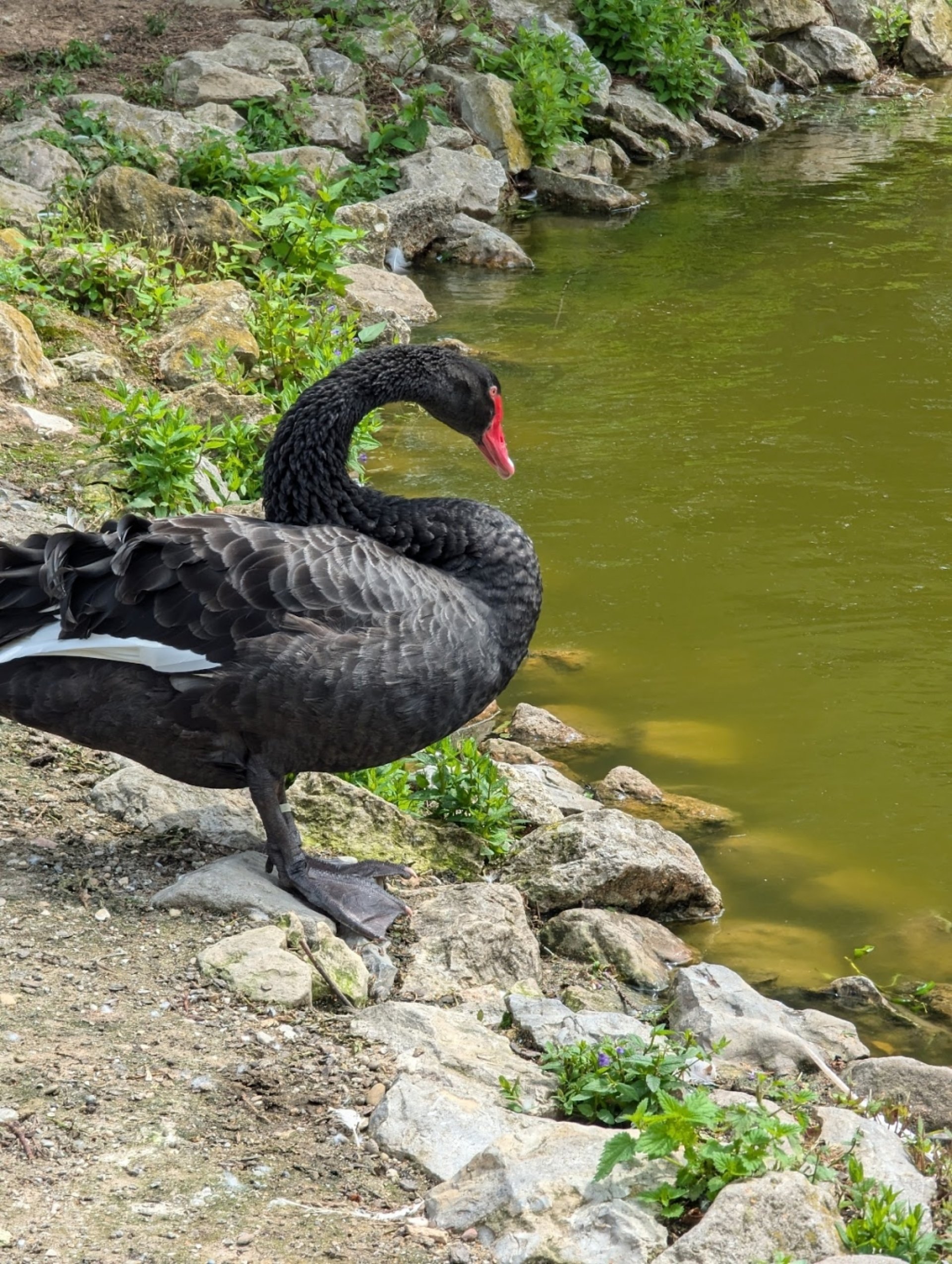 Peacock Garden, Ellwangen (Jagst): Information, Tickets and Reviews