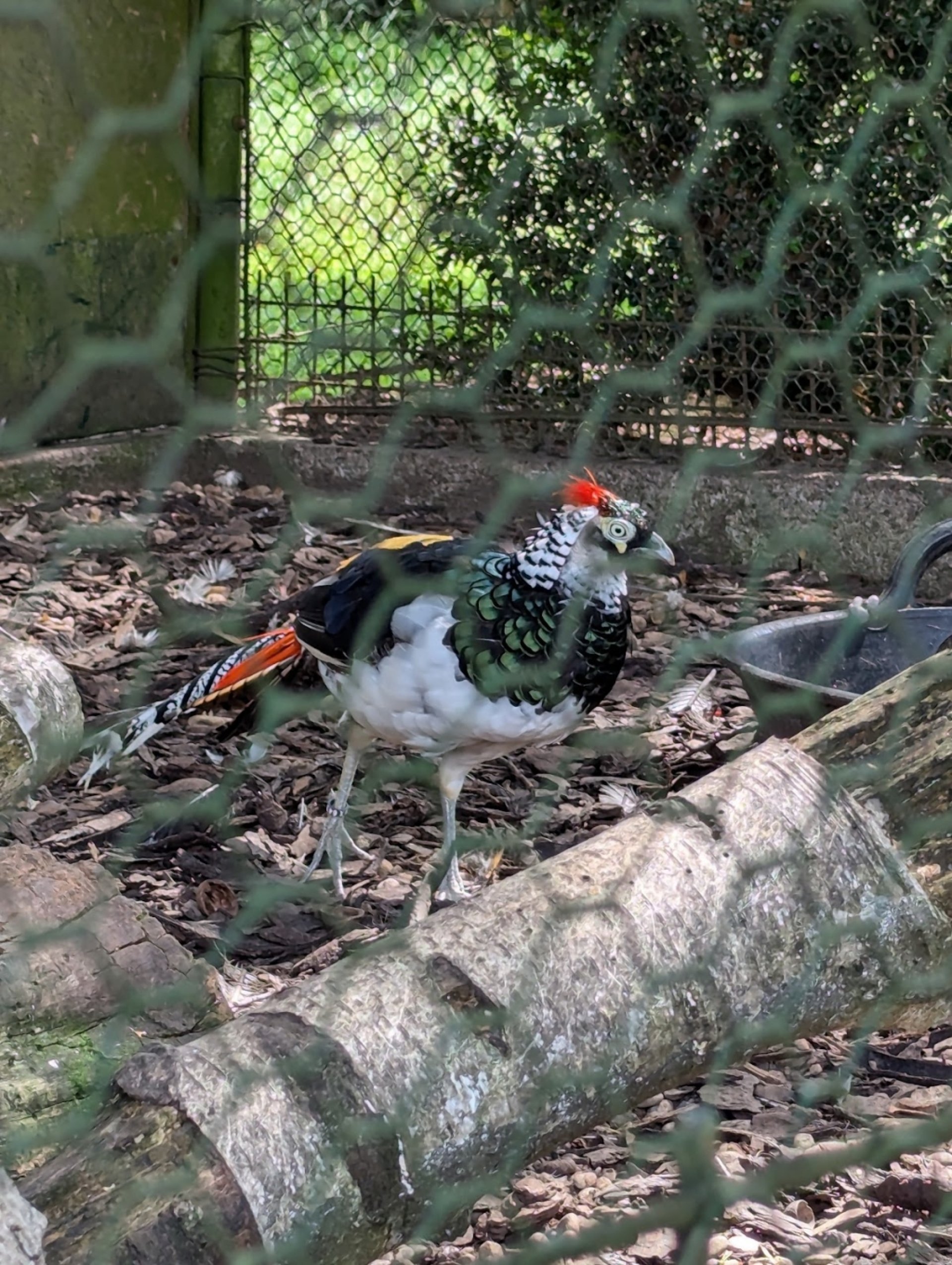 Peacock Garden, Ellwangen (Jagst): Information, Tickets and Reviews