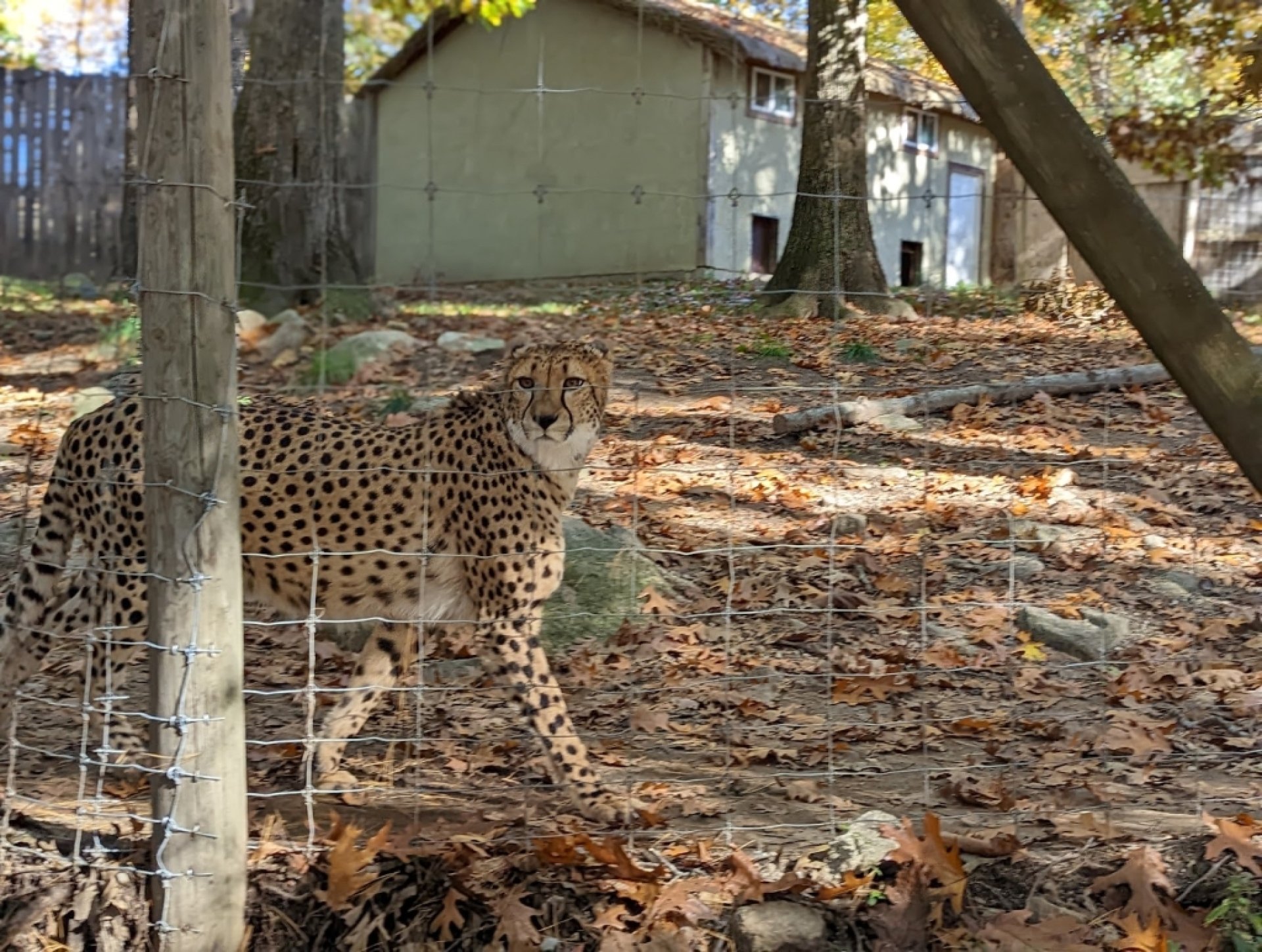 Southwick's Zoo, Mendon, MA: Information, Tickets and Reviews