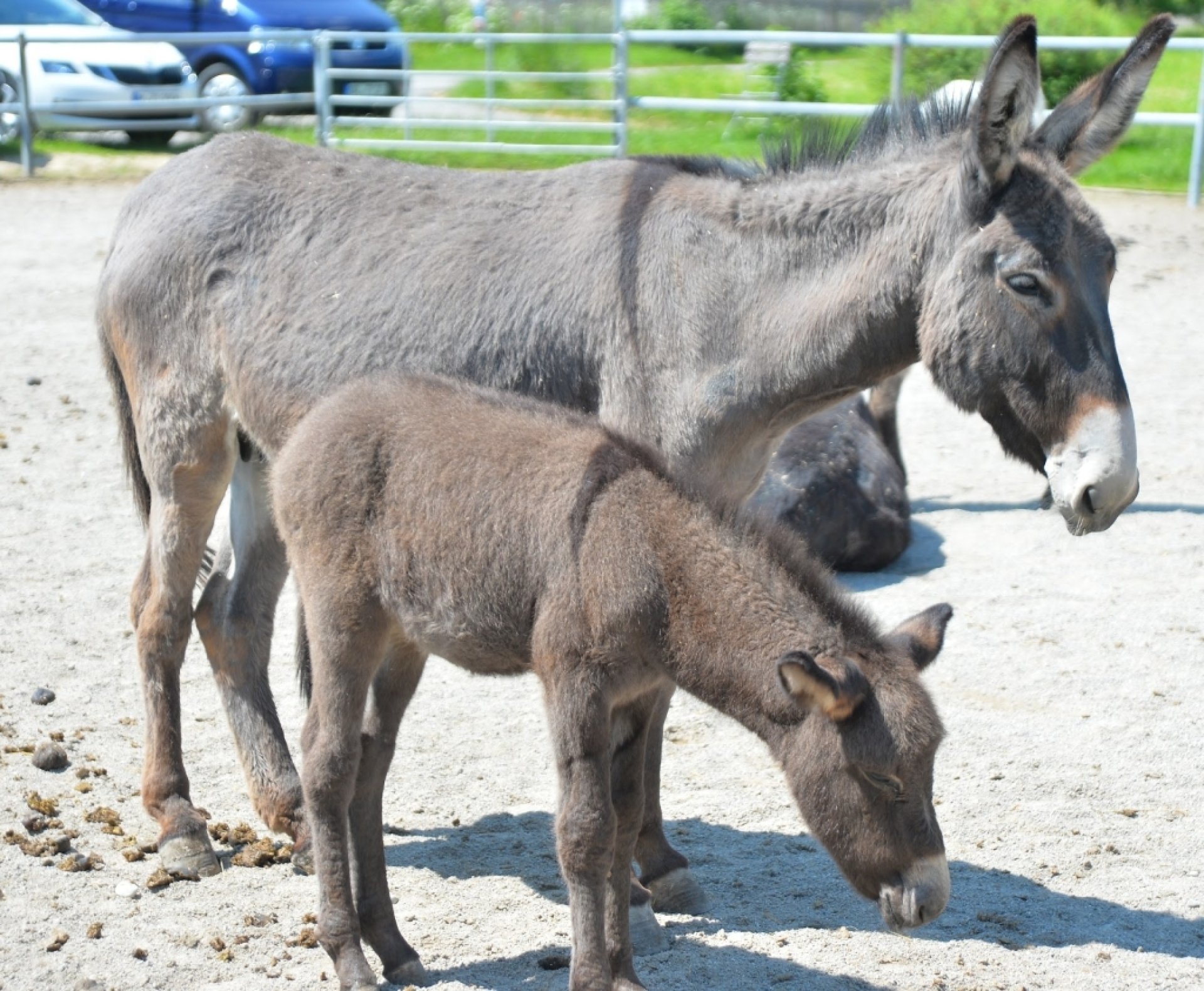 Eselhof Allinger, Kaufbeuren: Information, Tickets and Reviews