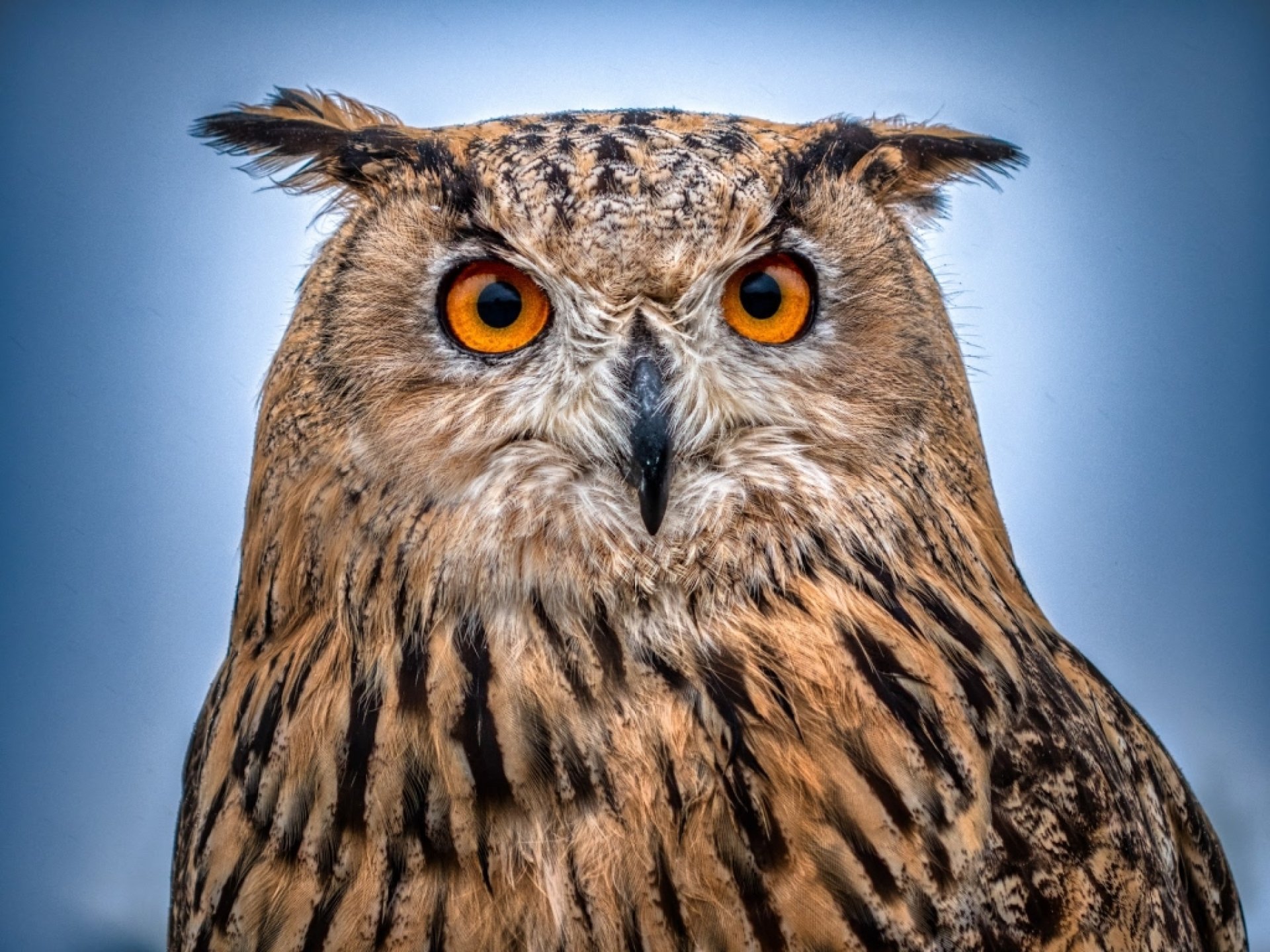 Garuda Falconry, Weil im Schönbuch: Information, Tickets and Reviews