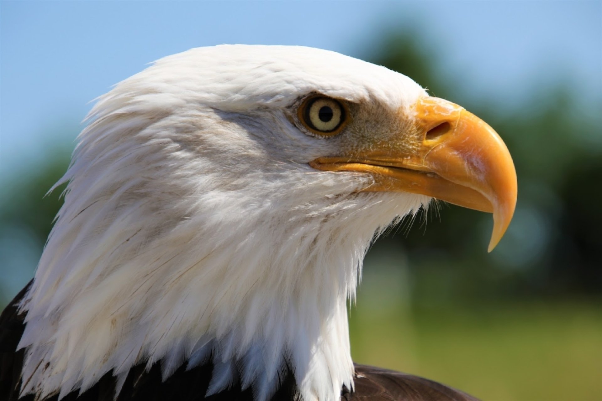 Garuda Falconry, Weil im Schönbuch: Information, Tickets and Reviews