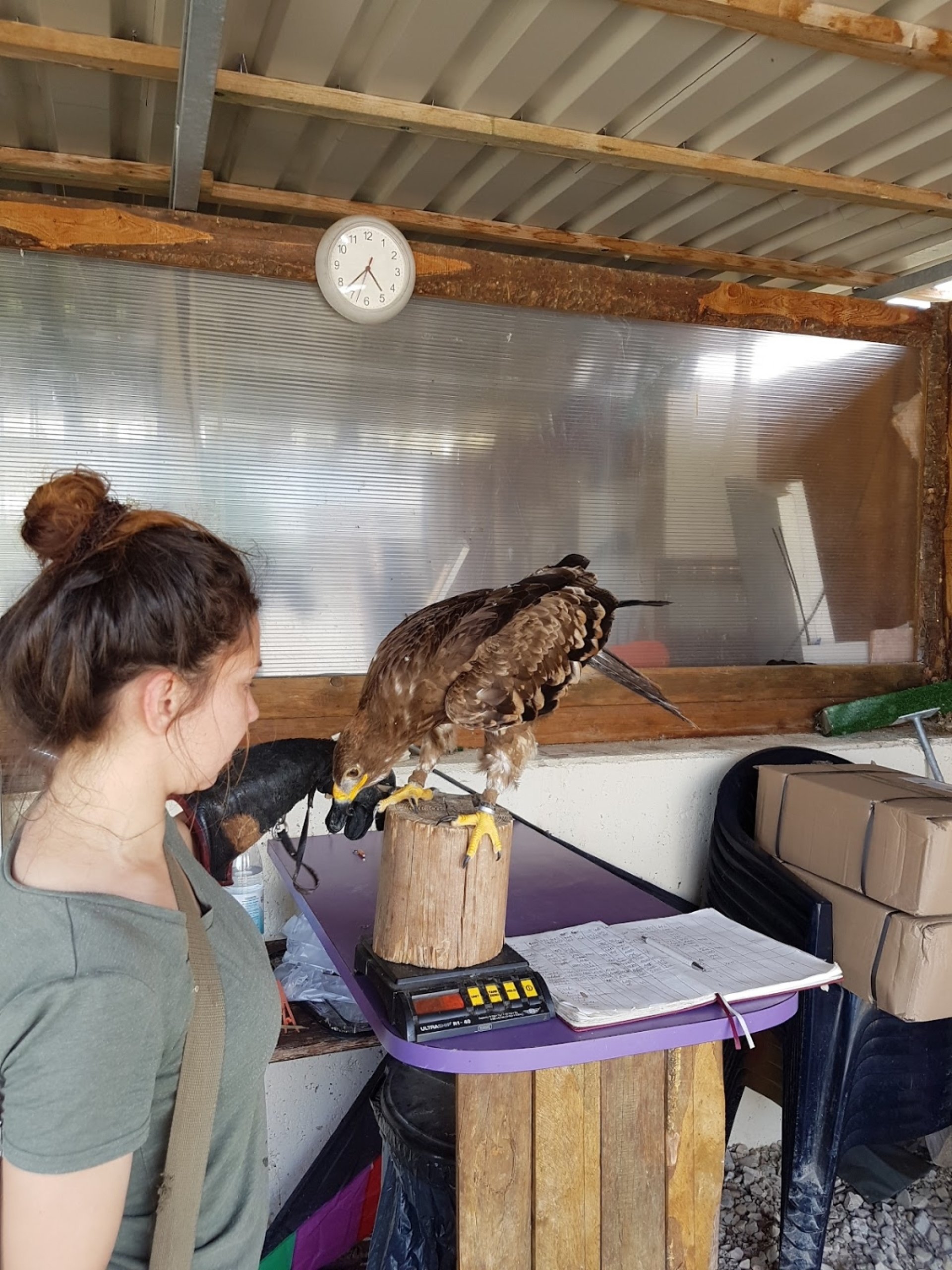 Garuda Falconry, Weil im Schönbuch: Information, Tickets and Reviews