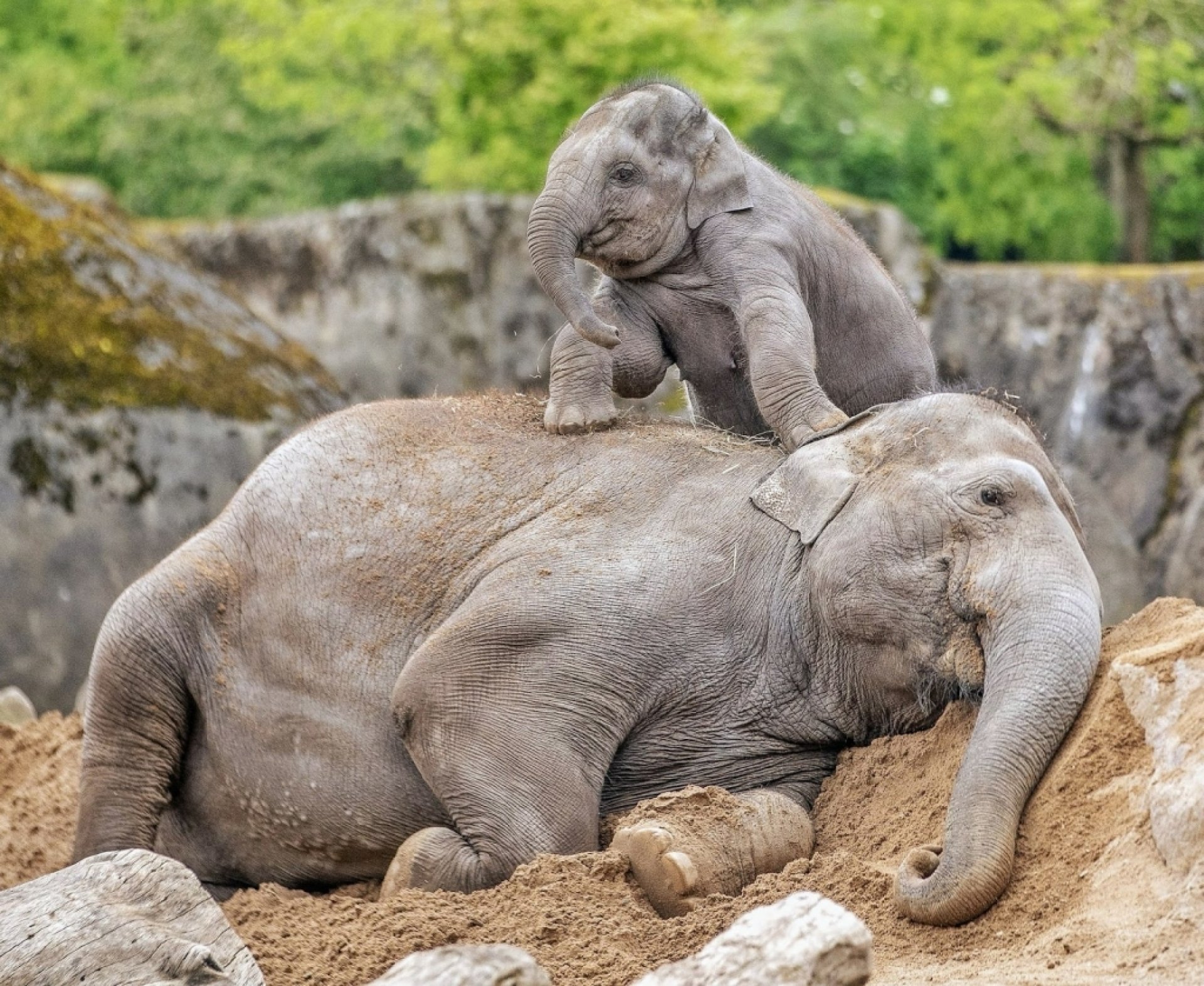 Elephant House at Cologne Zoo, Köln: Information, Tickets and Reviews